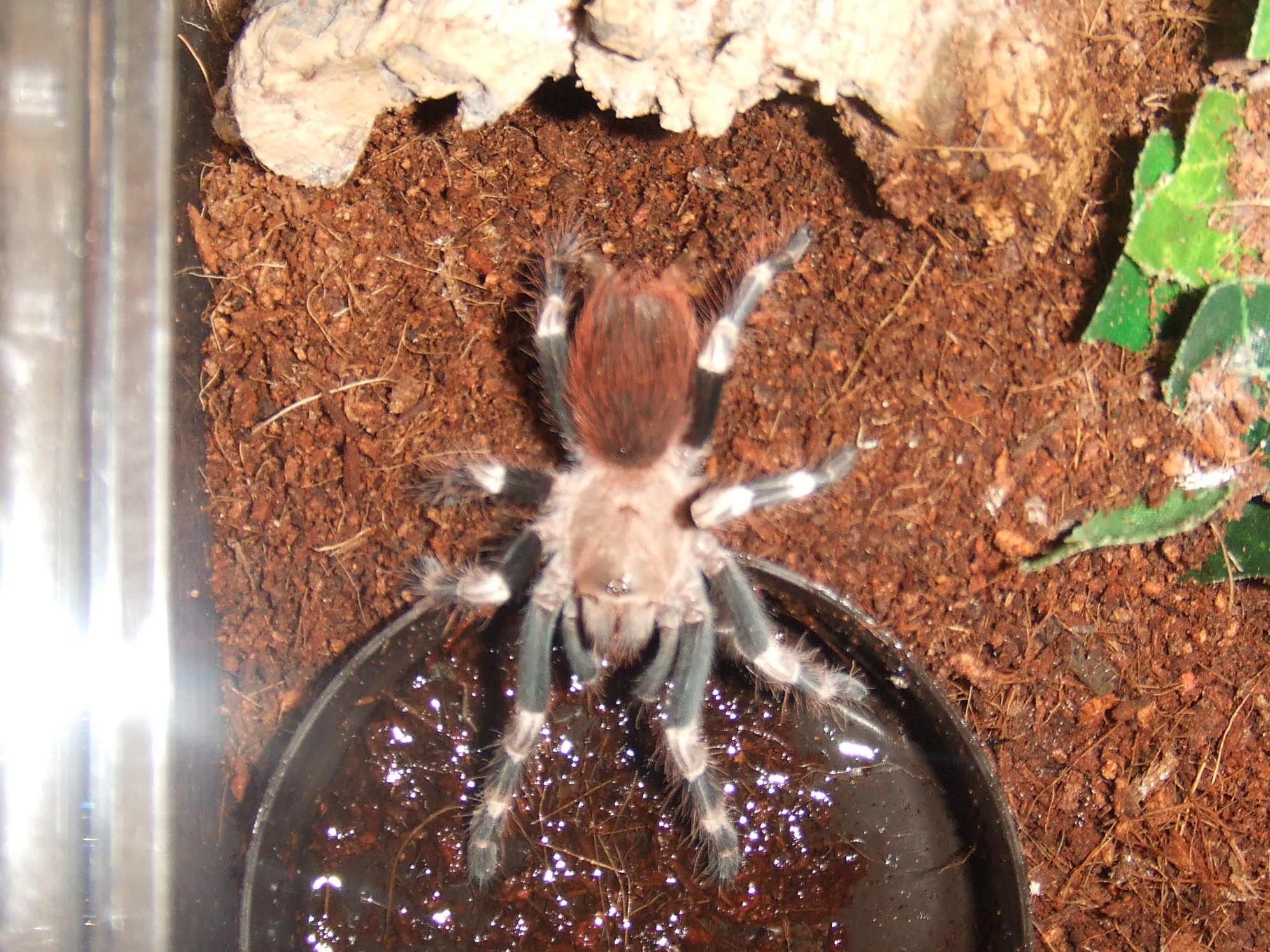 Nhandu chromatus - Tupi | Tarantula Forum