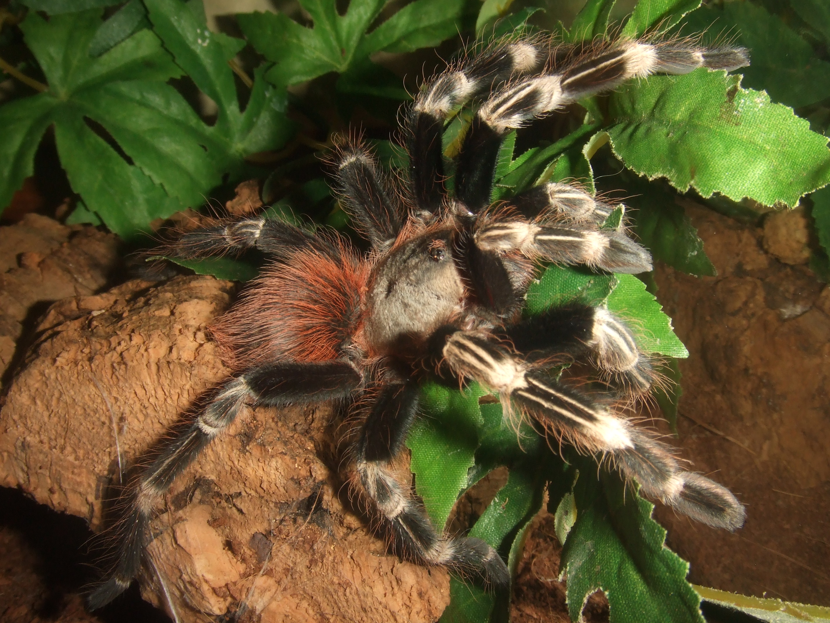 Nhandu chromatus - Zingu | Tarantula Forum