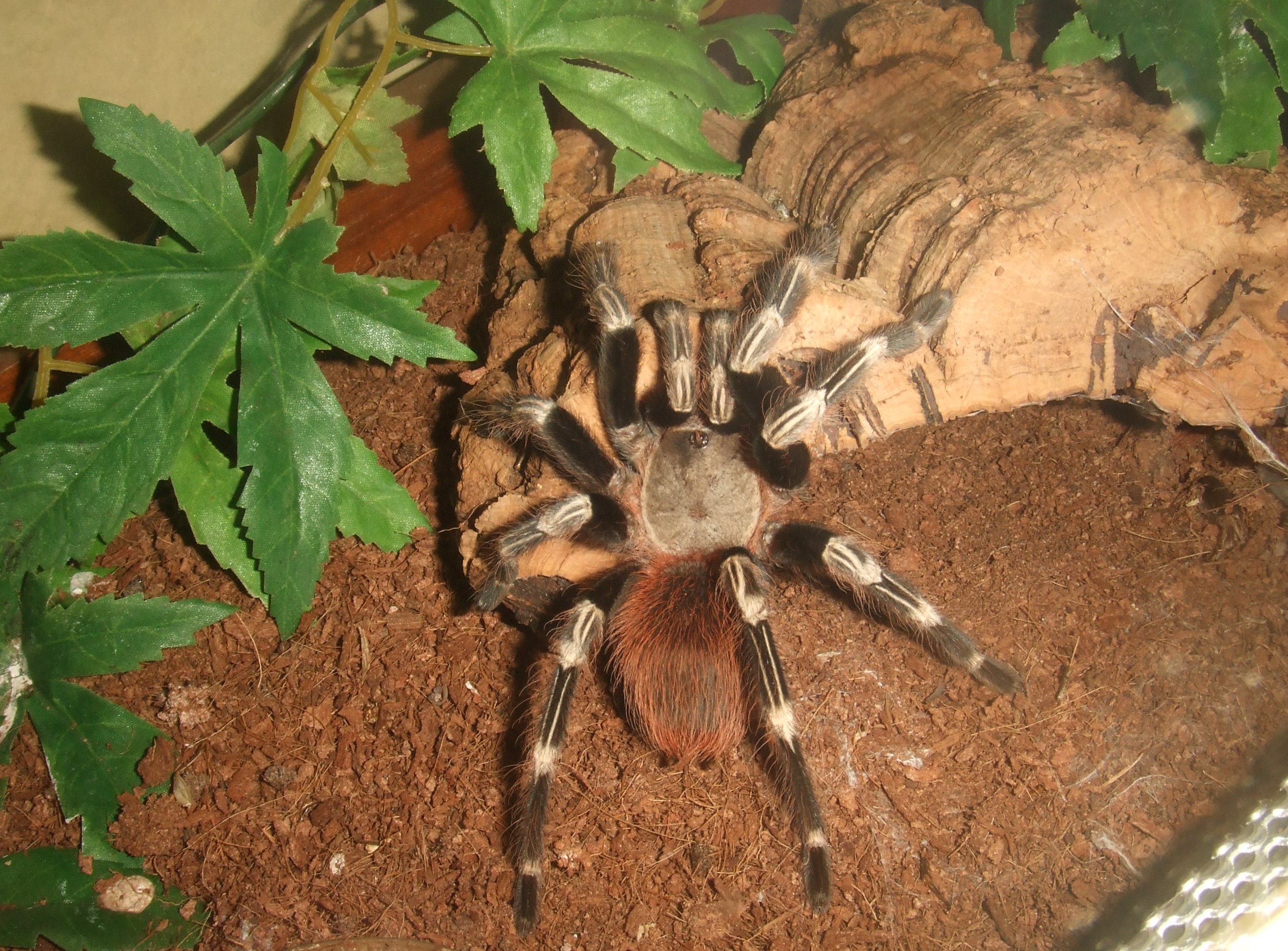 Nhandu chromatus - Zingu | Tarantula Forum