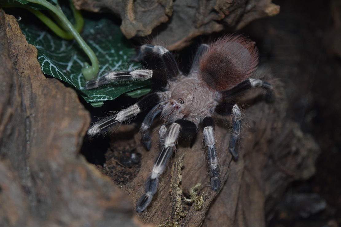 Nhandu chromatus | Tarantula Forum