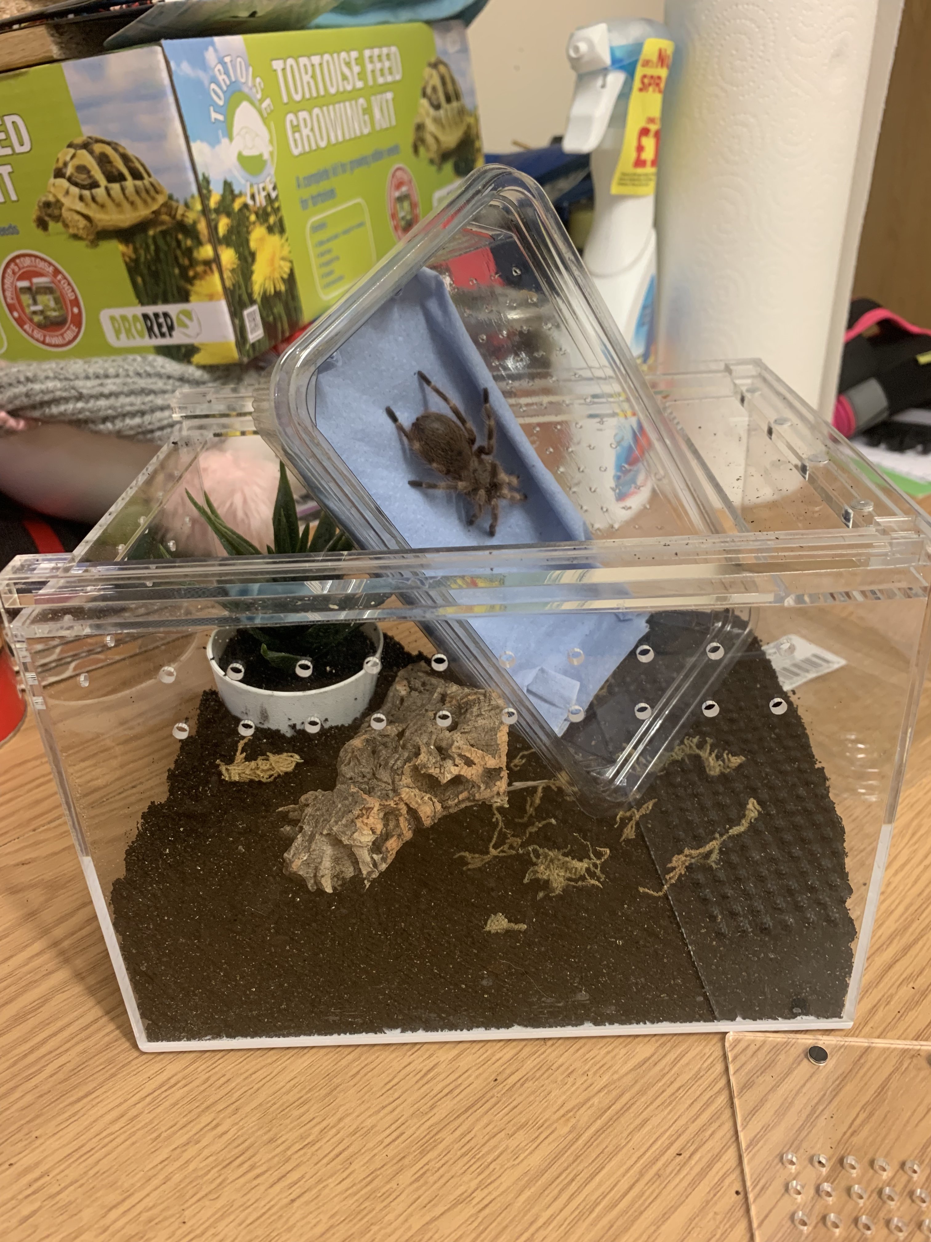 Nhandu trepepii | Tarantula Forum