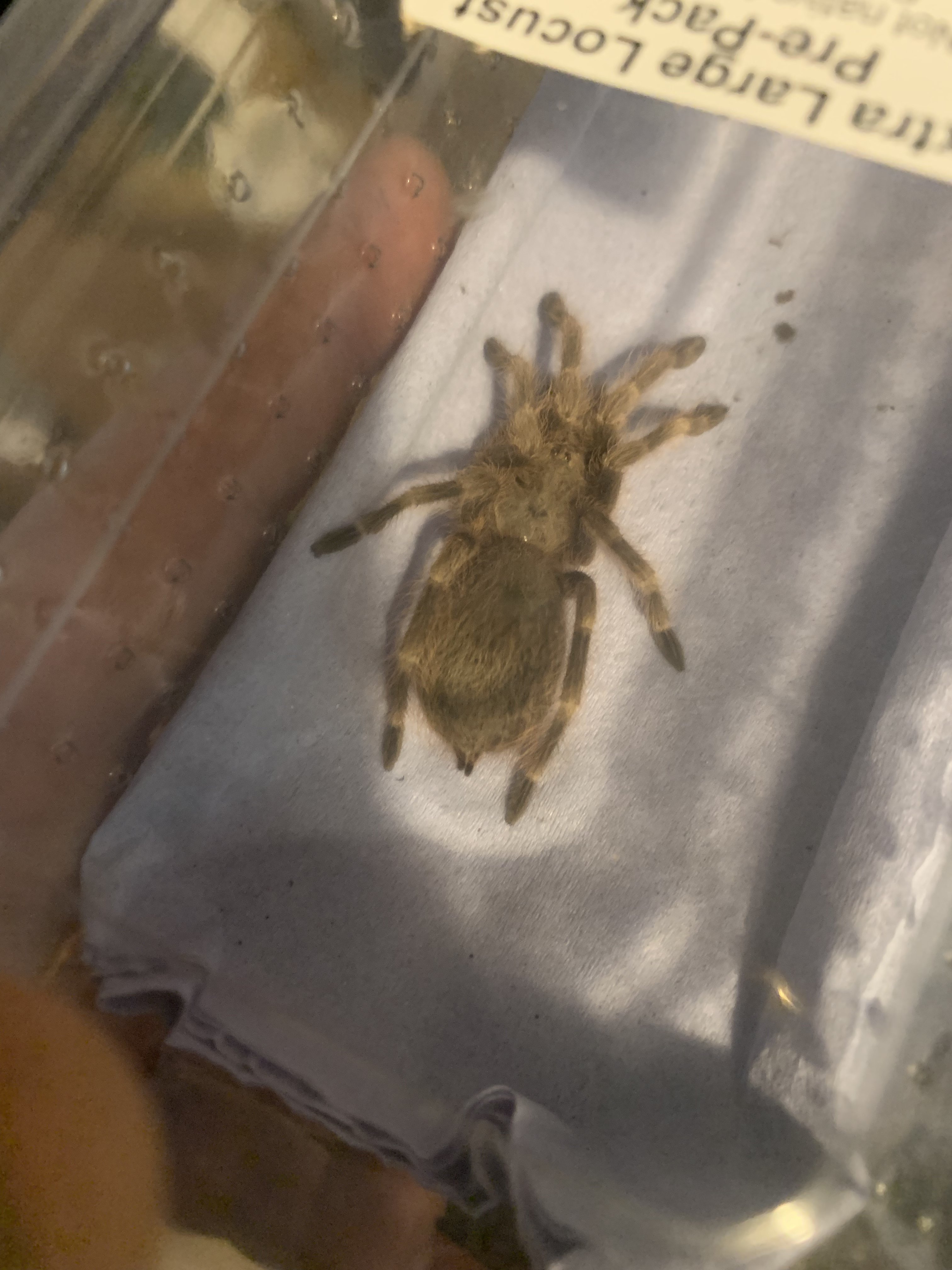 Nhandu trepepii | Tarantula Forum