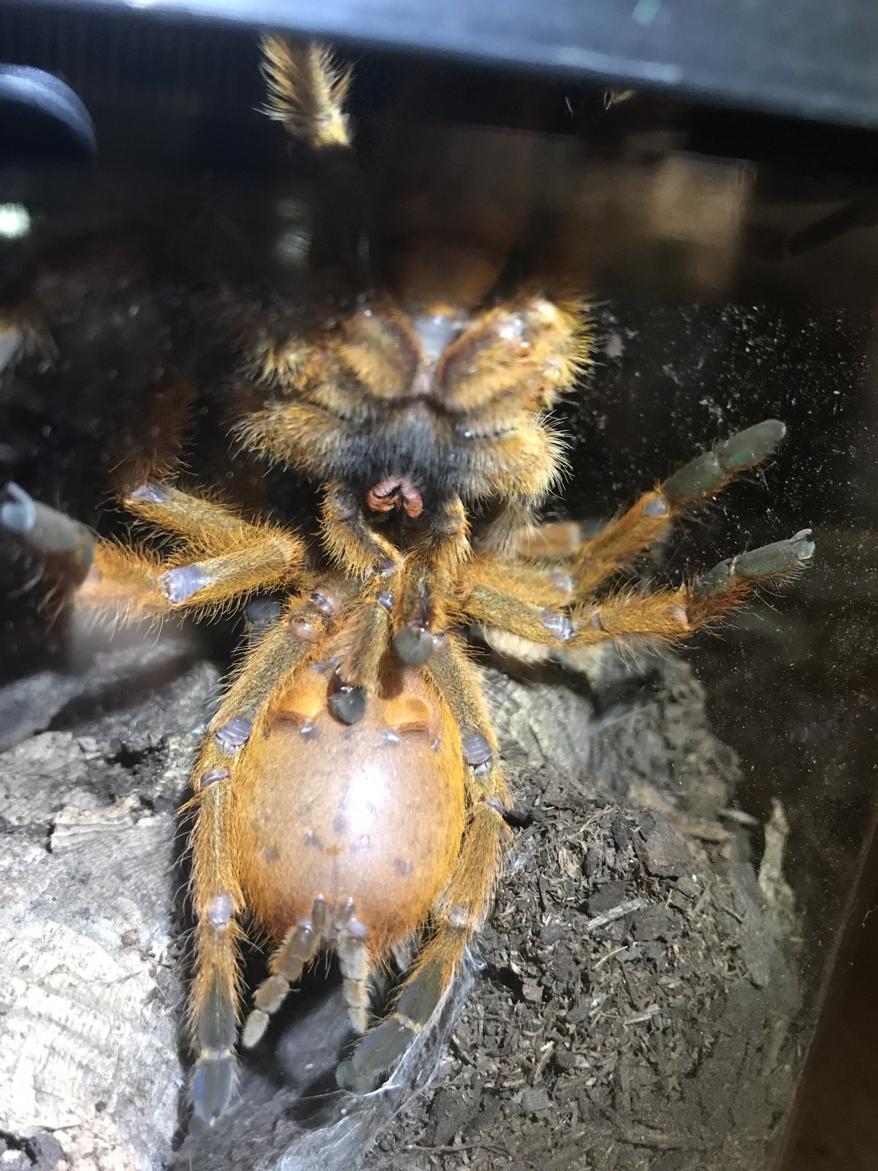 OBT RCF.jpeg | Tarantula Forum