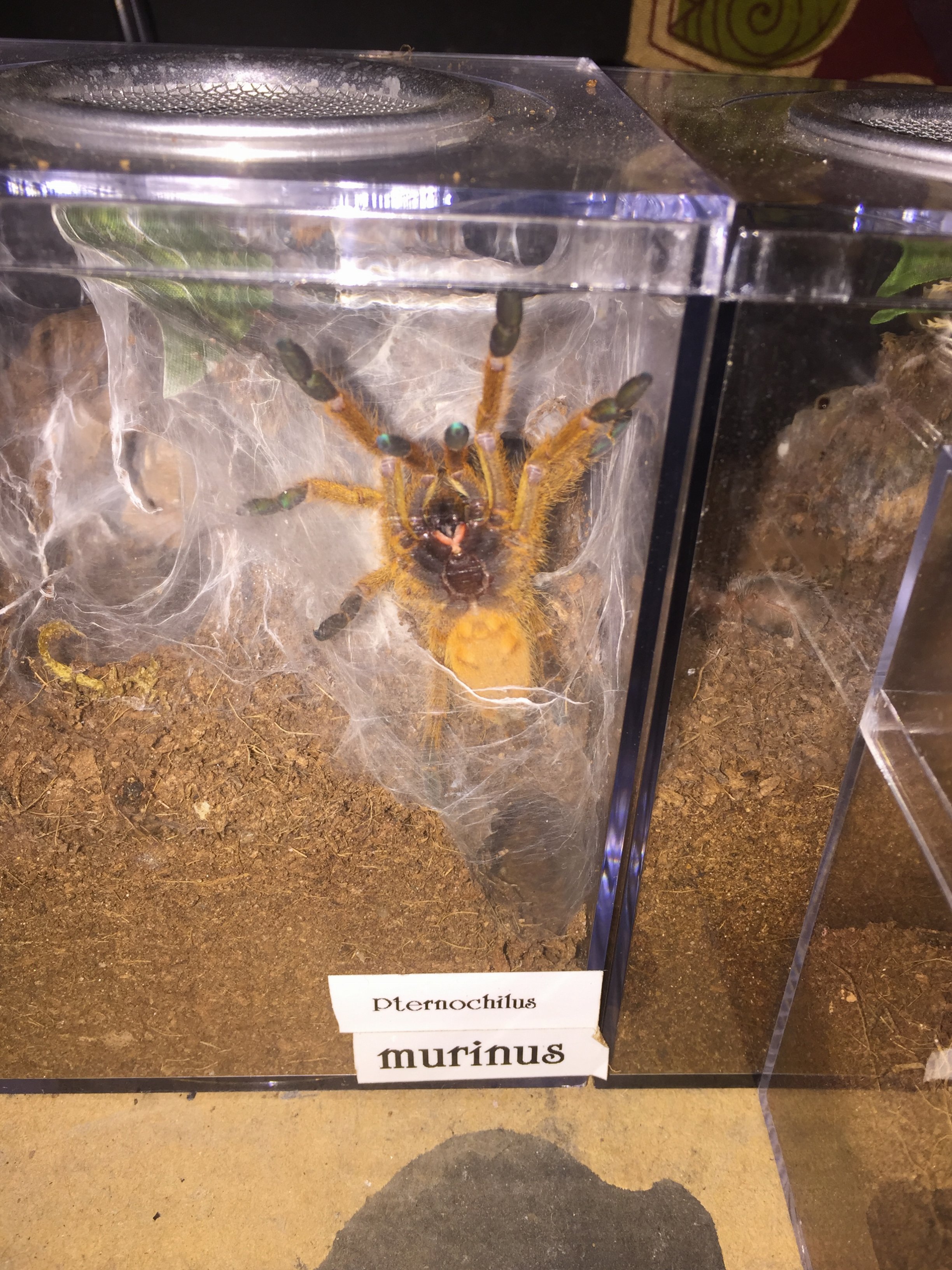 OBT | Tarantula Forum