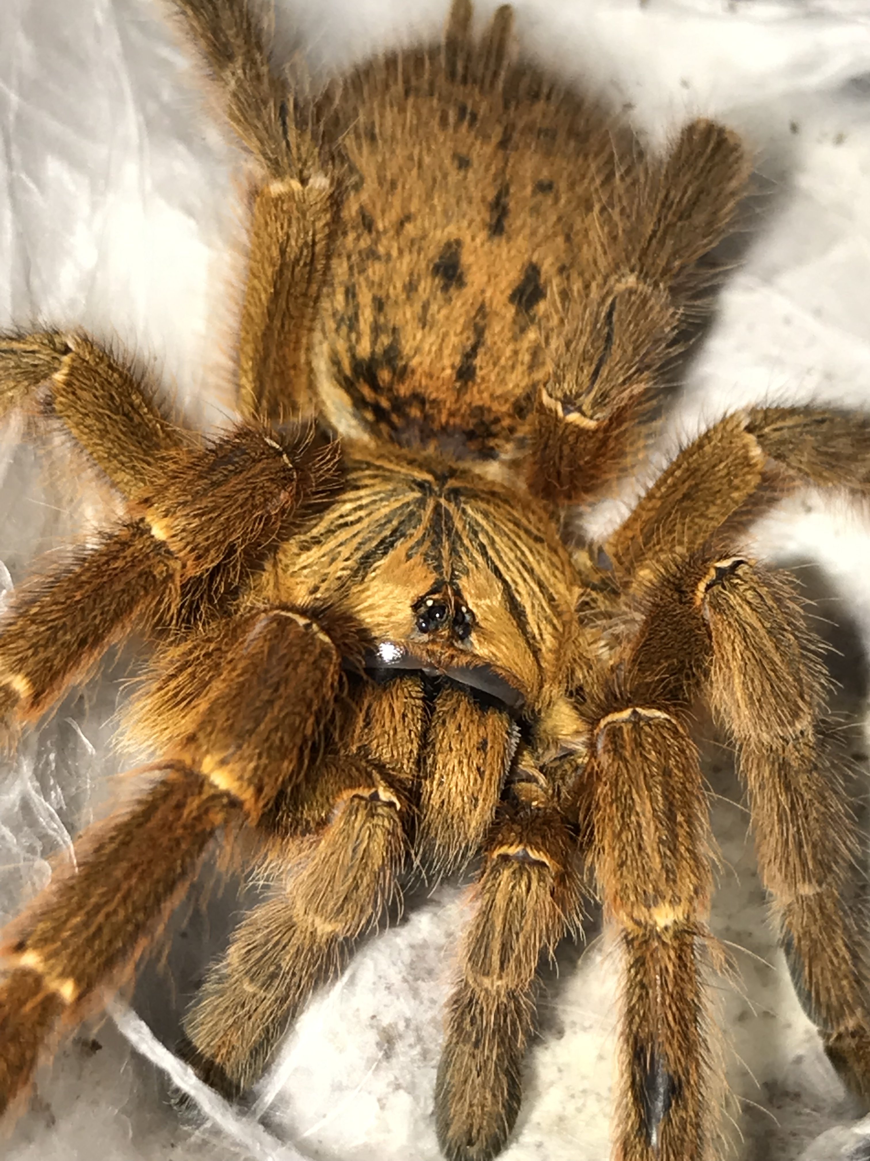 OBT | Tarantula Forum