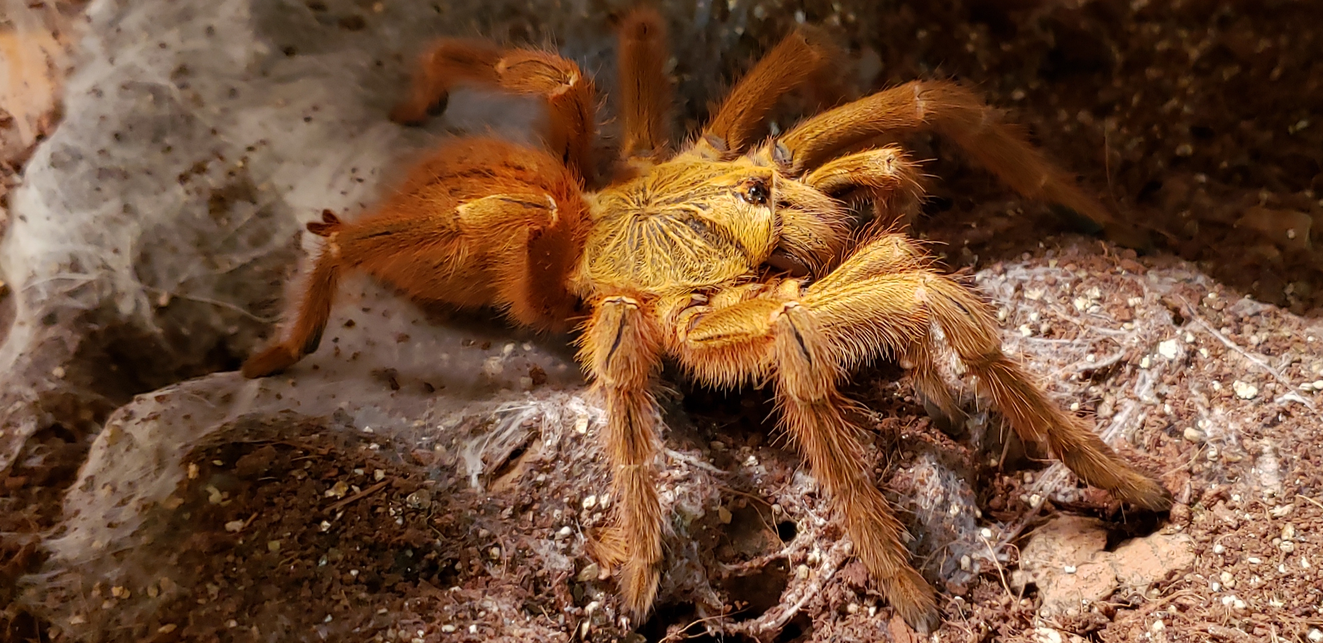 Obt | Tarantula Forum