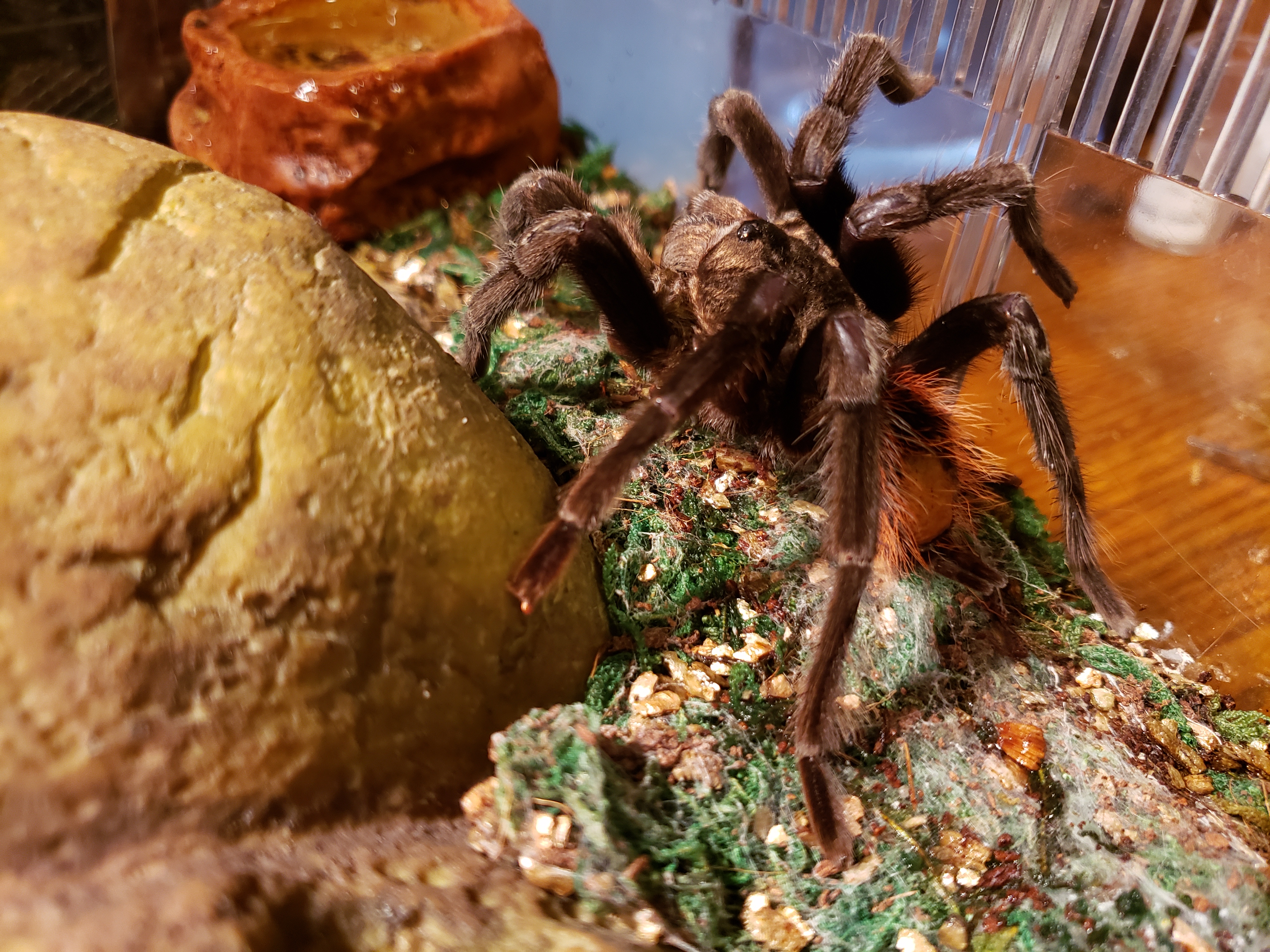 Old man | Tarantula Forum