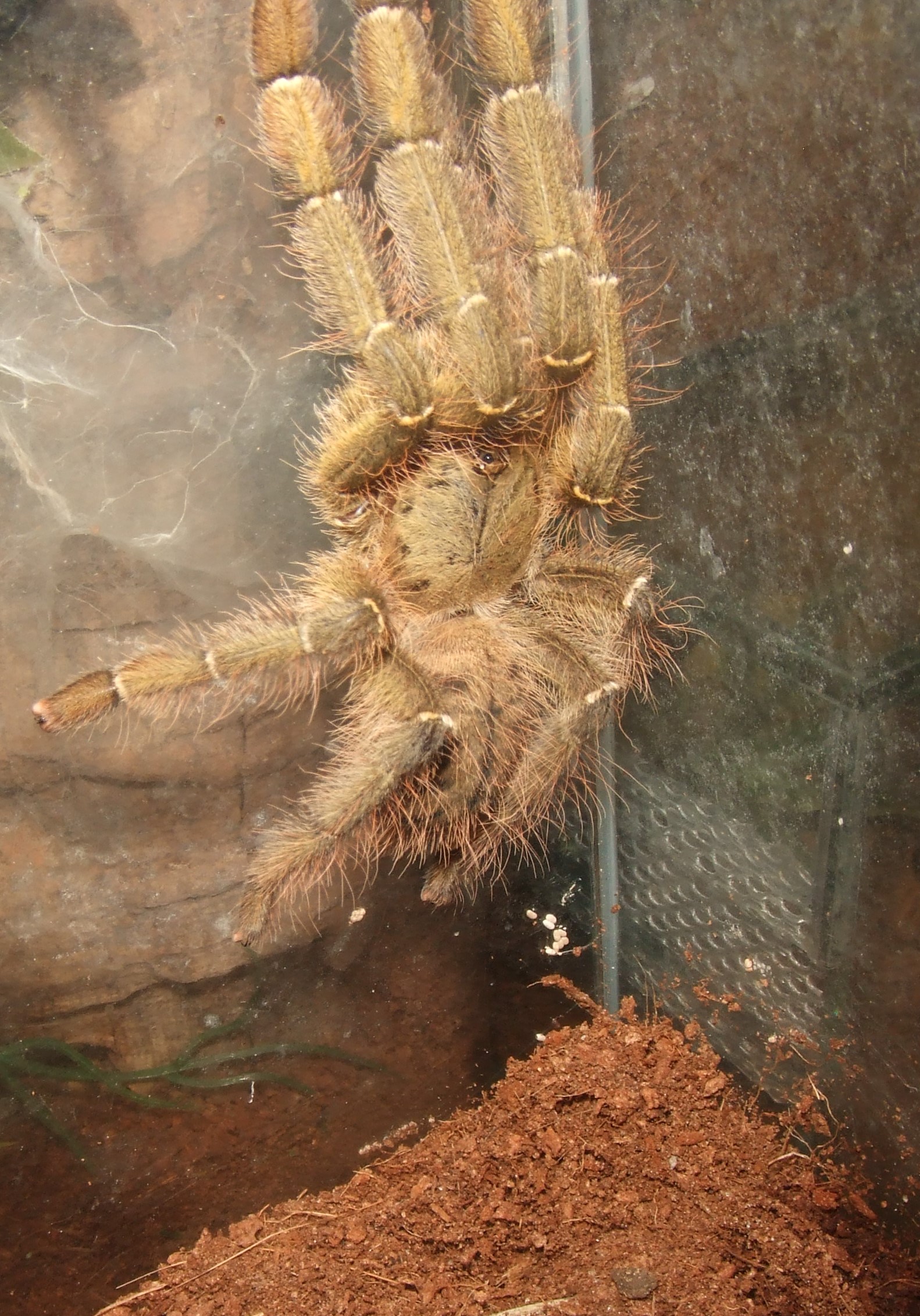 Omothymus schioedtei - Lapan | Tarantula Forum