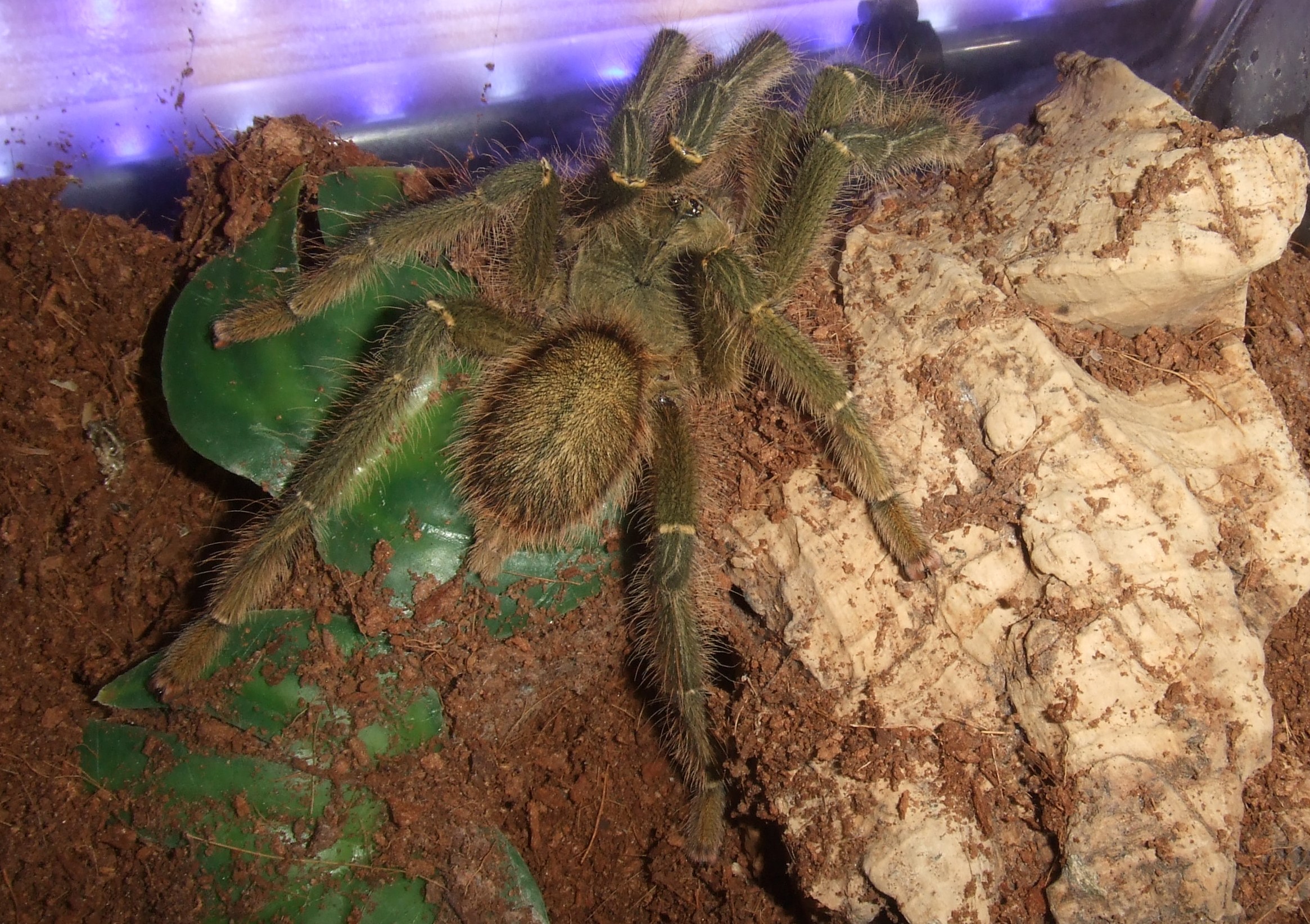 Omothymus schioedtei - Lapan | Tarantula Forum