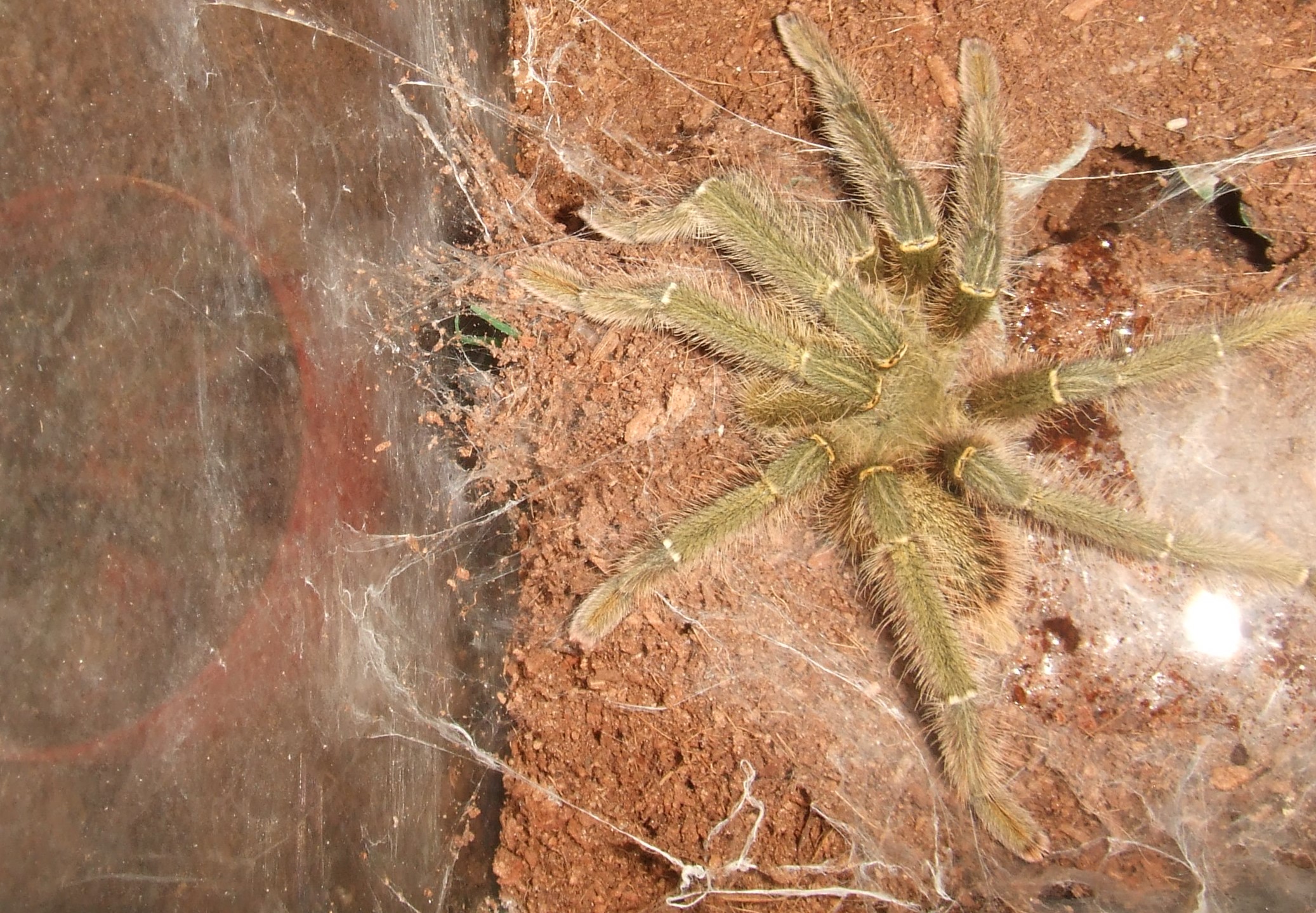 Omothymus schioedtei - Lapan | Tarantula Forum
