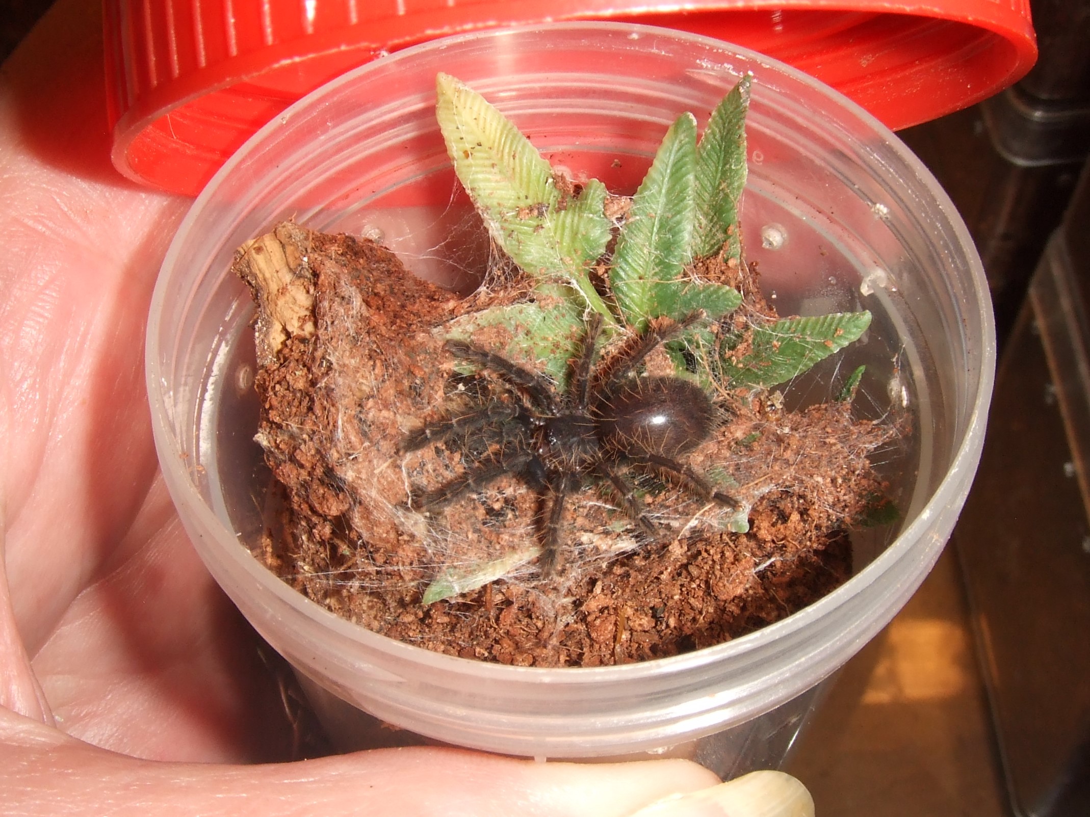 Omothymus schioedtei - Mulu | Tarantula Forum