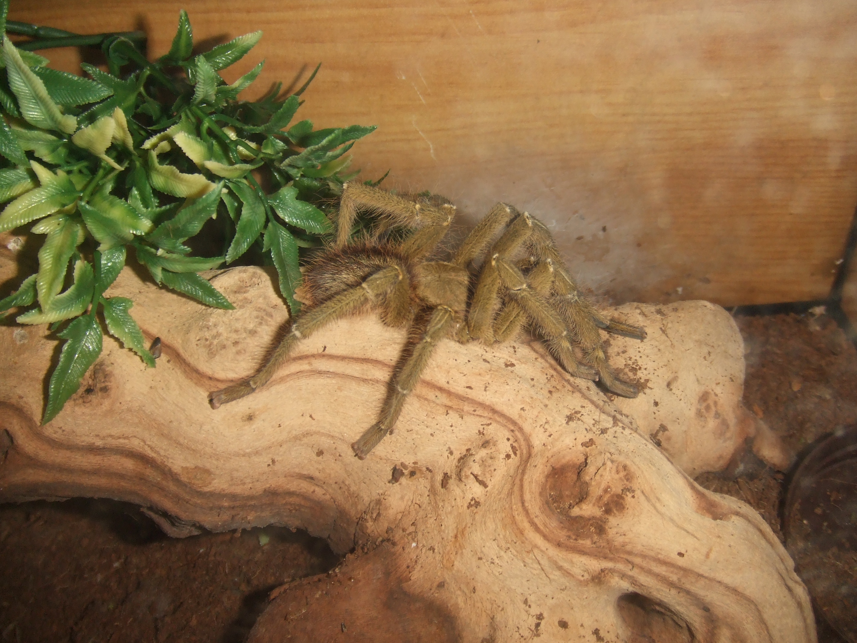 Omothymus schioedtei - Tigger | Tarantula Forum