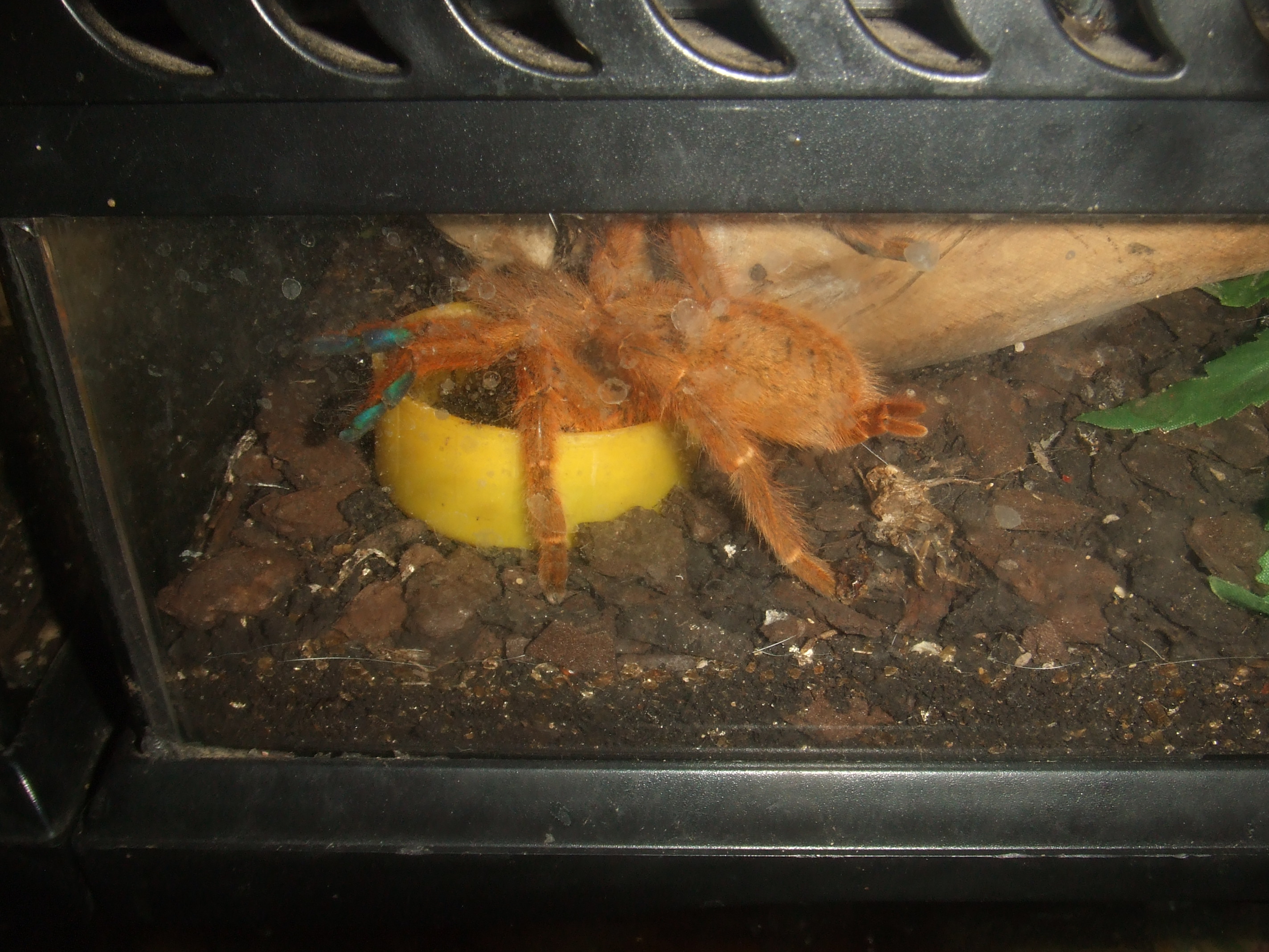 Orange Bitey Thing | Tarantula Forum