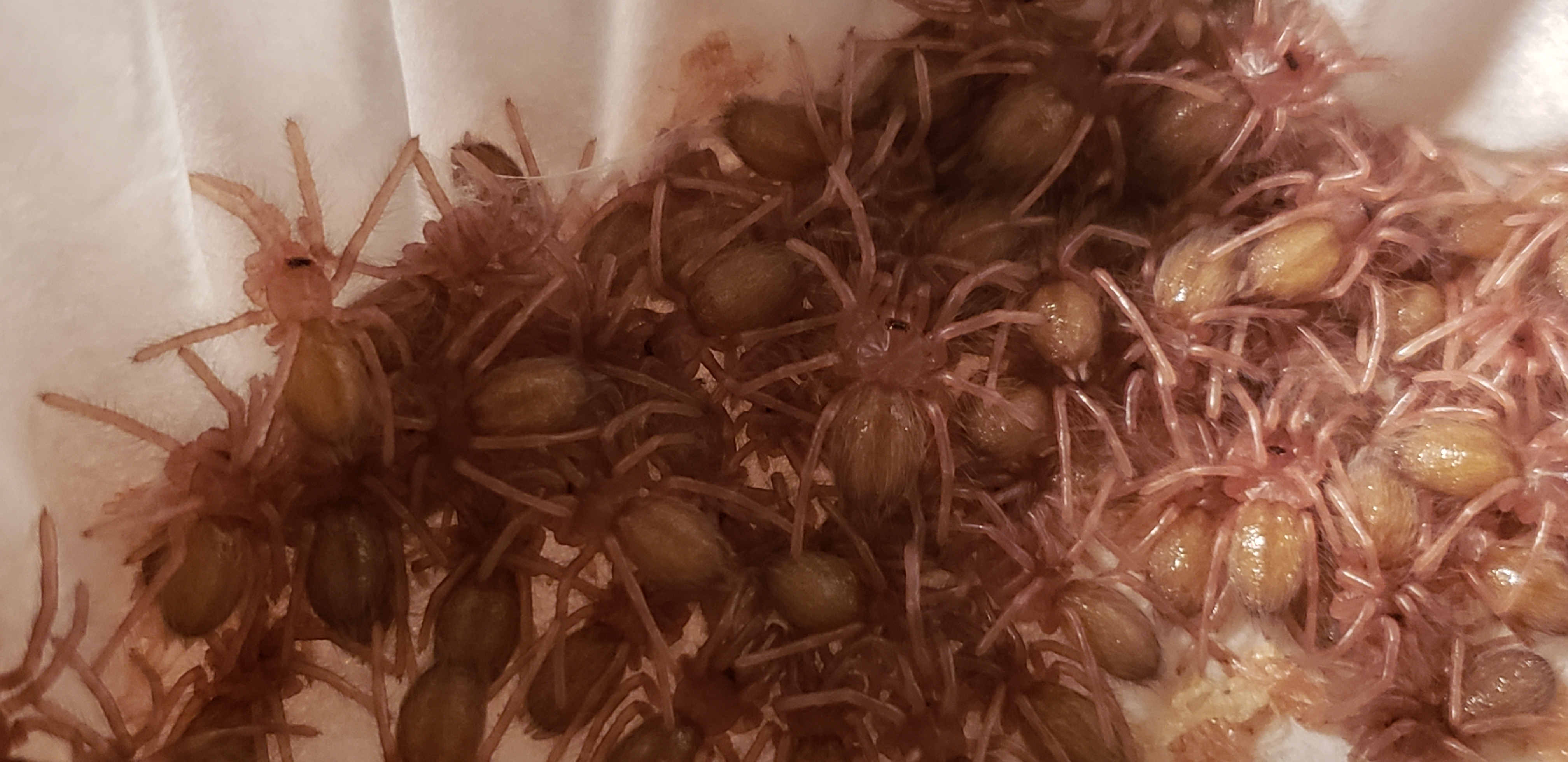 Ornata 1st instars | Tarantula Forum