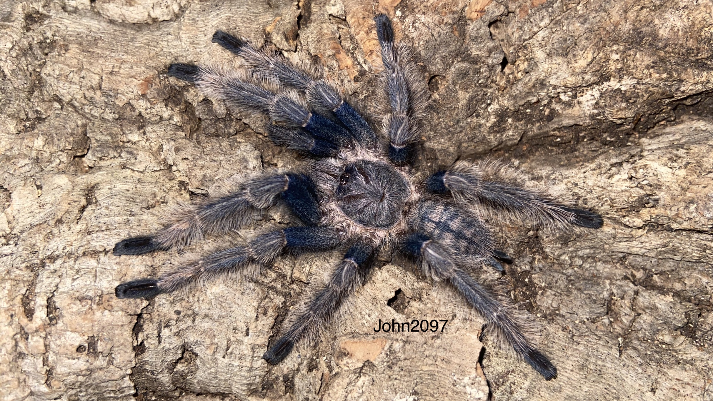 Ornithoctoninae sp. Laos -Bee Prison Earth Tiger Mature male ...