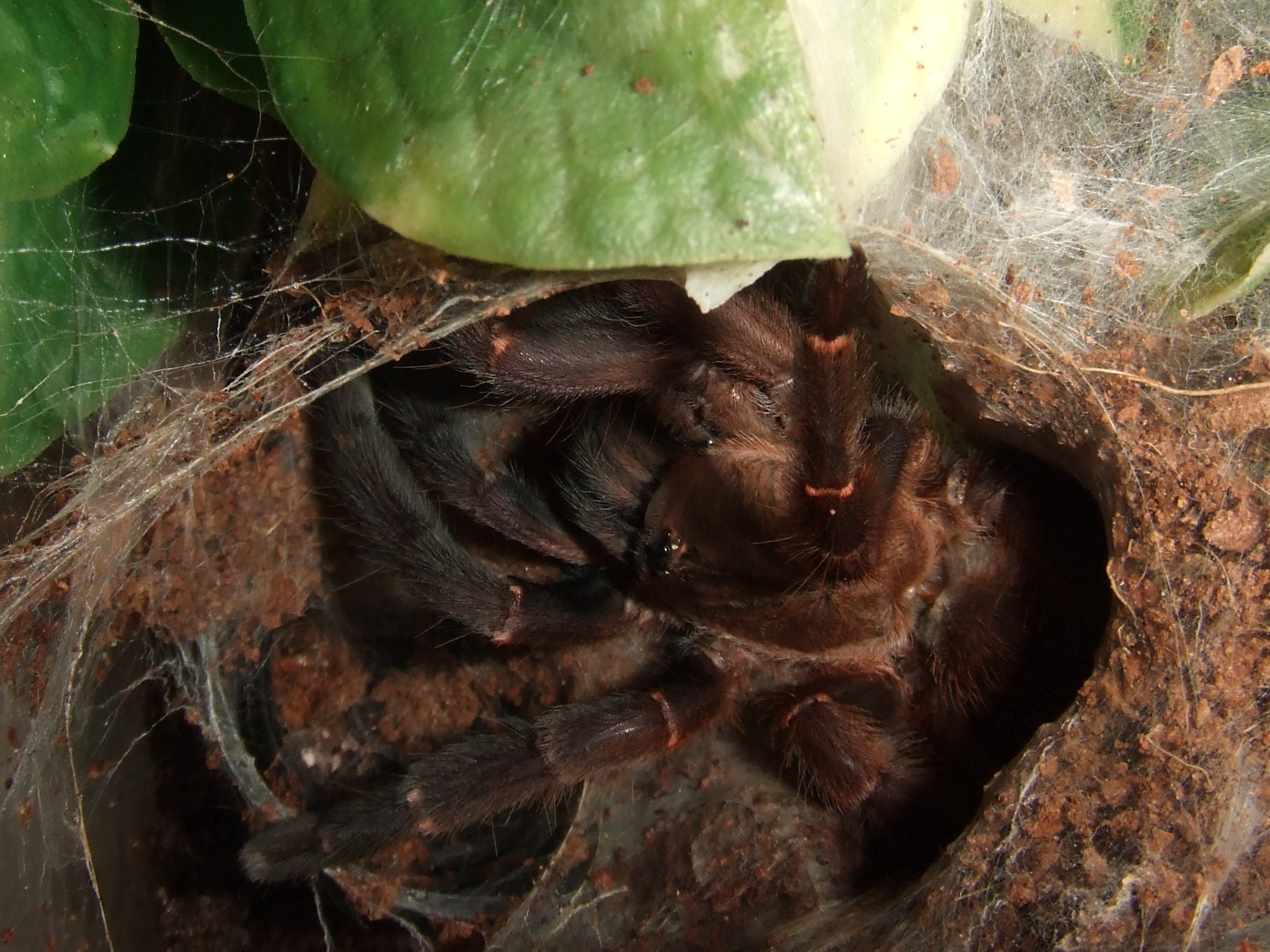 Orphnaecus sp Blue Panay - Taal | Tarantula Forum