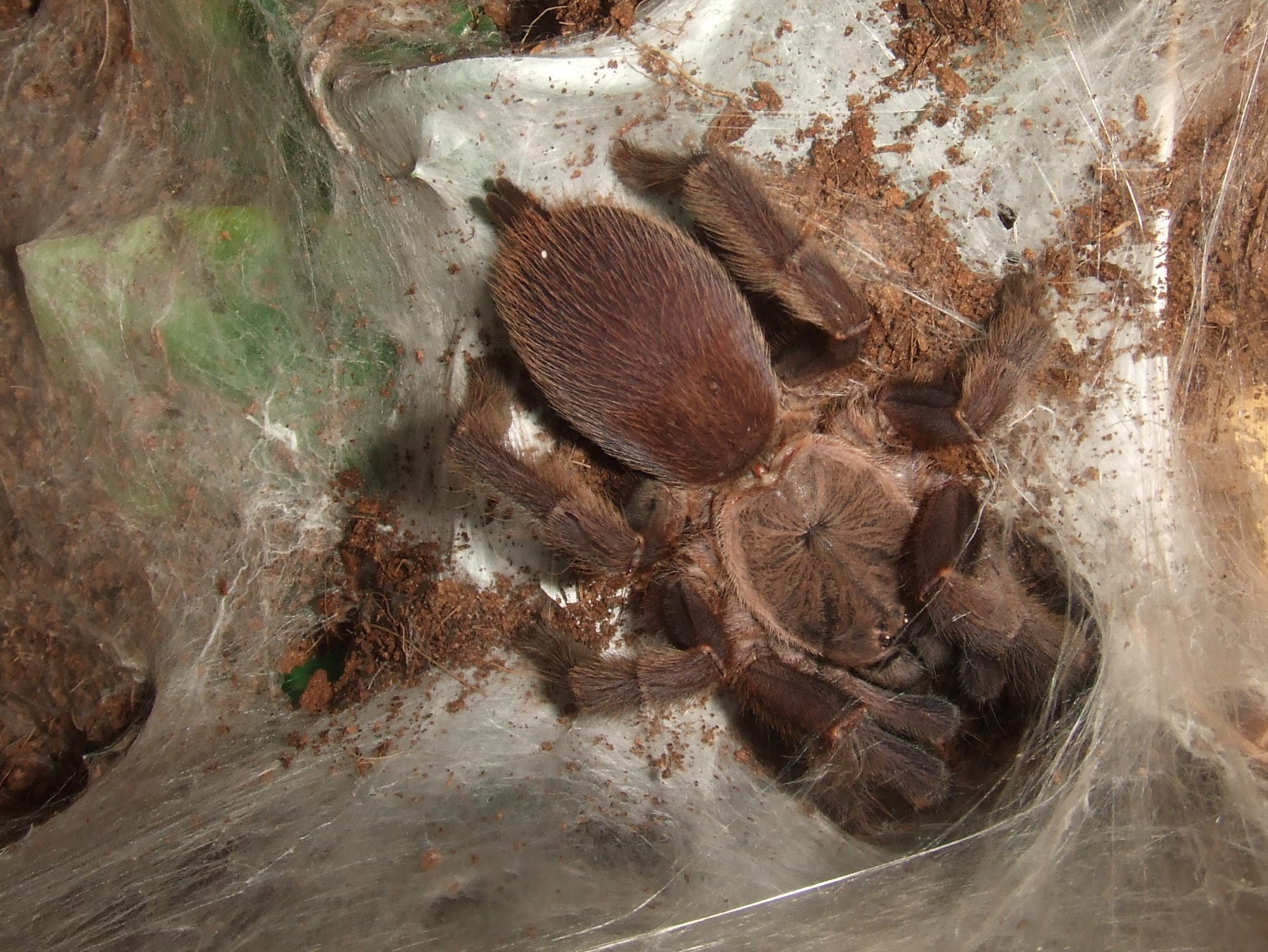 Orphnaecus sp Blue Panay - Taal | Tarantula Forum
