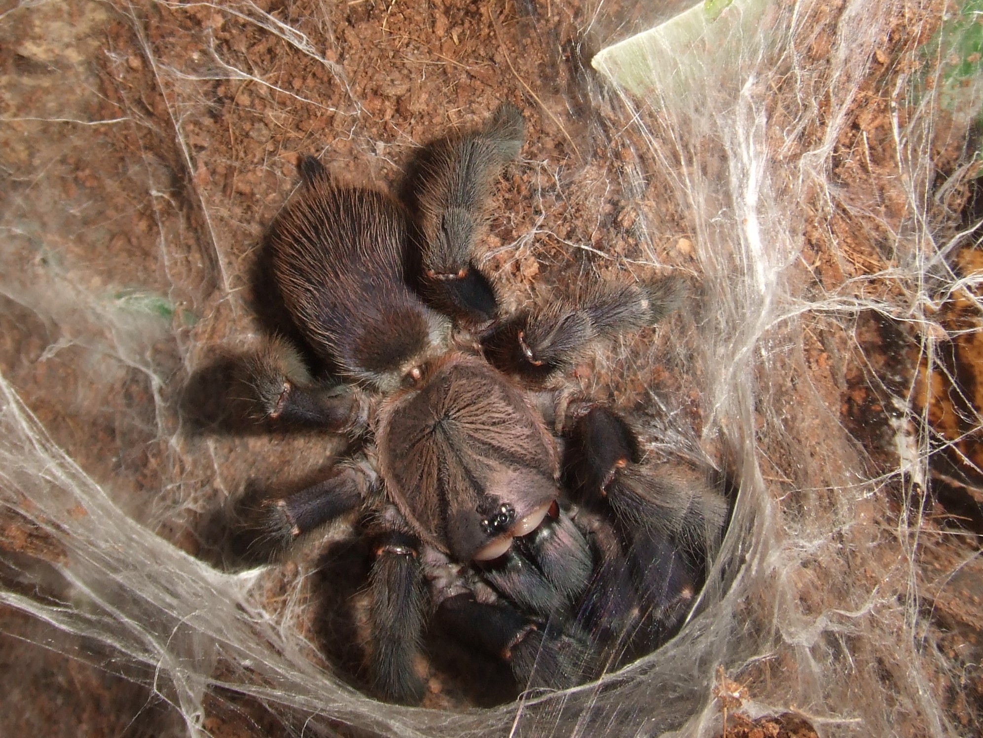 Orphnaecus sp Blue Panay - Taal | Tarantula Forum