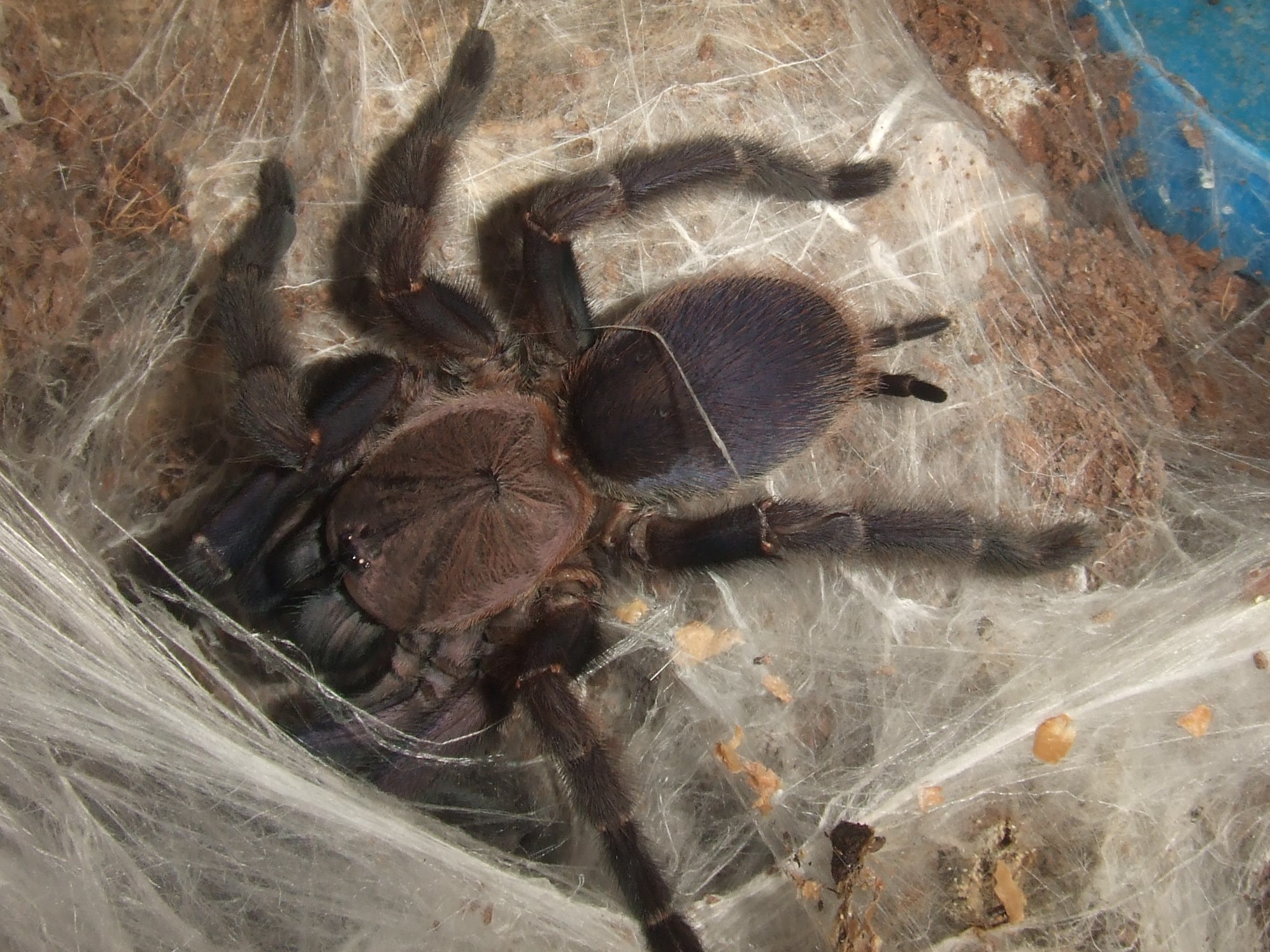 Orphnaecus sp Blue Panay - Taal | Tarantula Forum