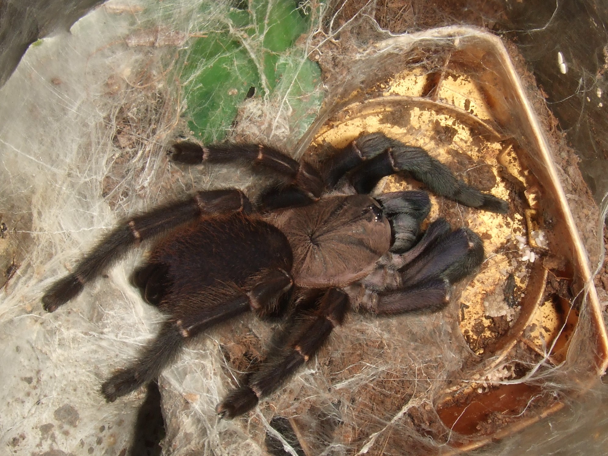 Orphnaecus sp Blue Panay - Taal | Tarantula Forum