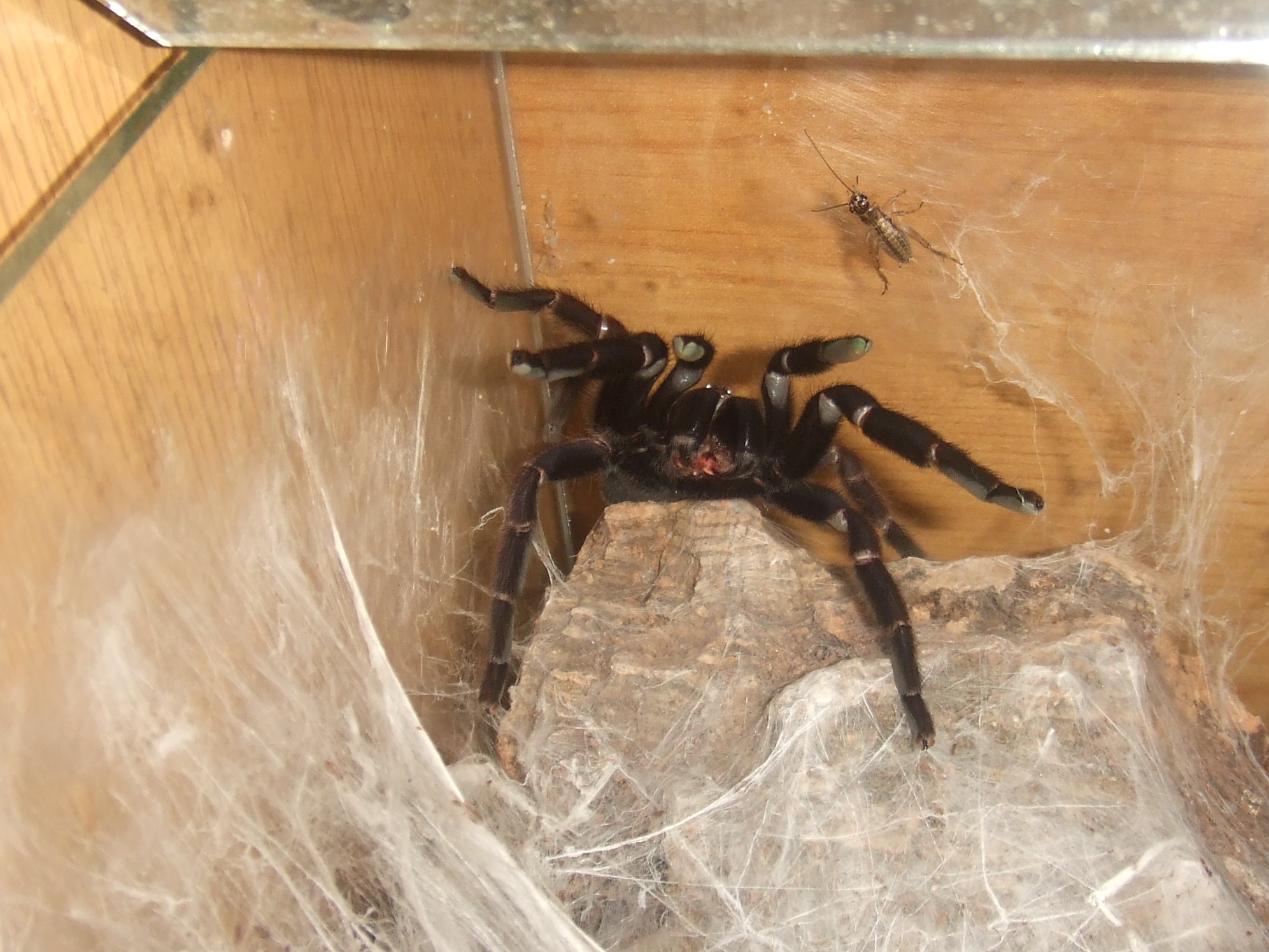 Orphnaecus sp Blue Panay - Taal | Tarantula Forum