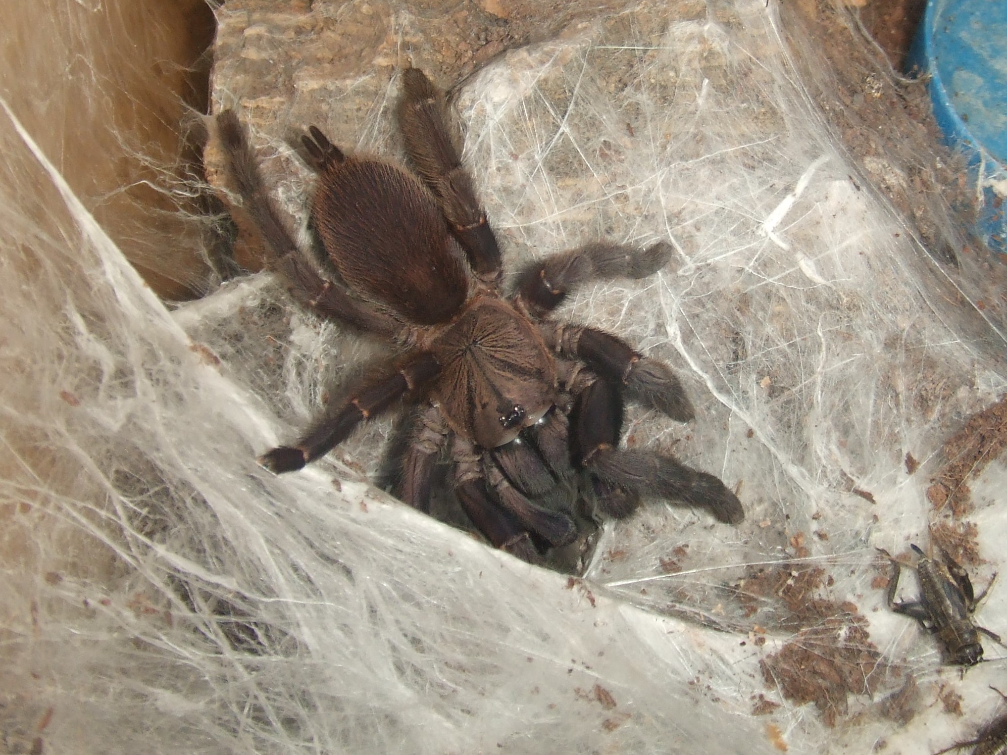 Orphnaecus sp Blue Panay - Taal | Tarantula Forum