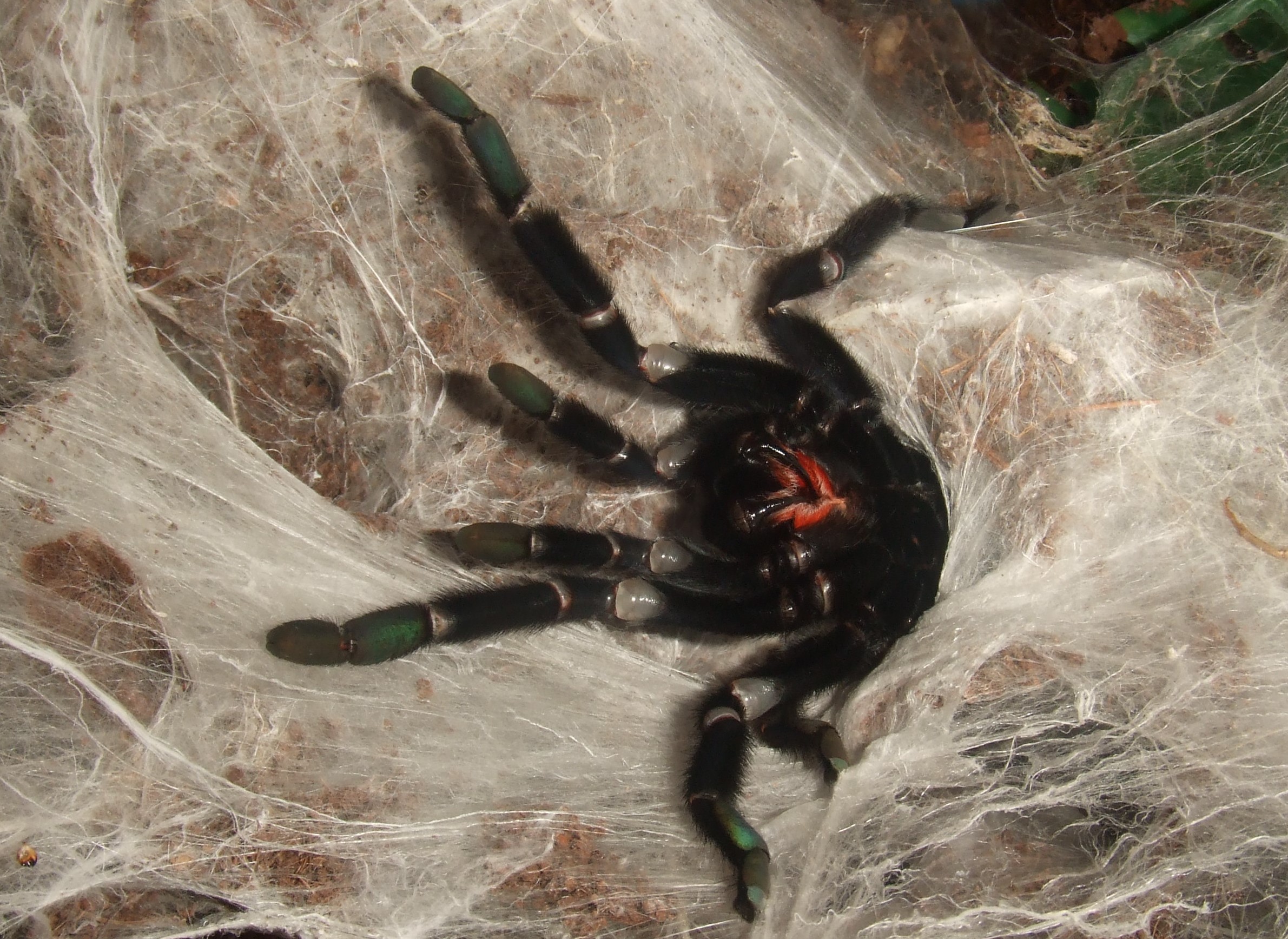 Orphnaecus sp Blue Panay - Taal | Tarantula Forum
