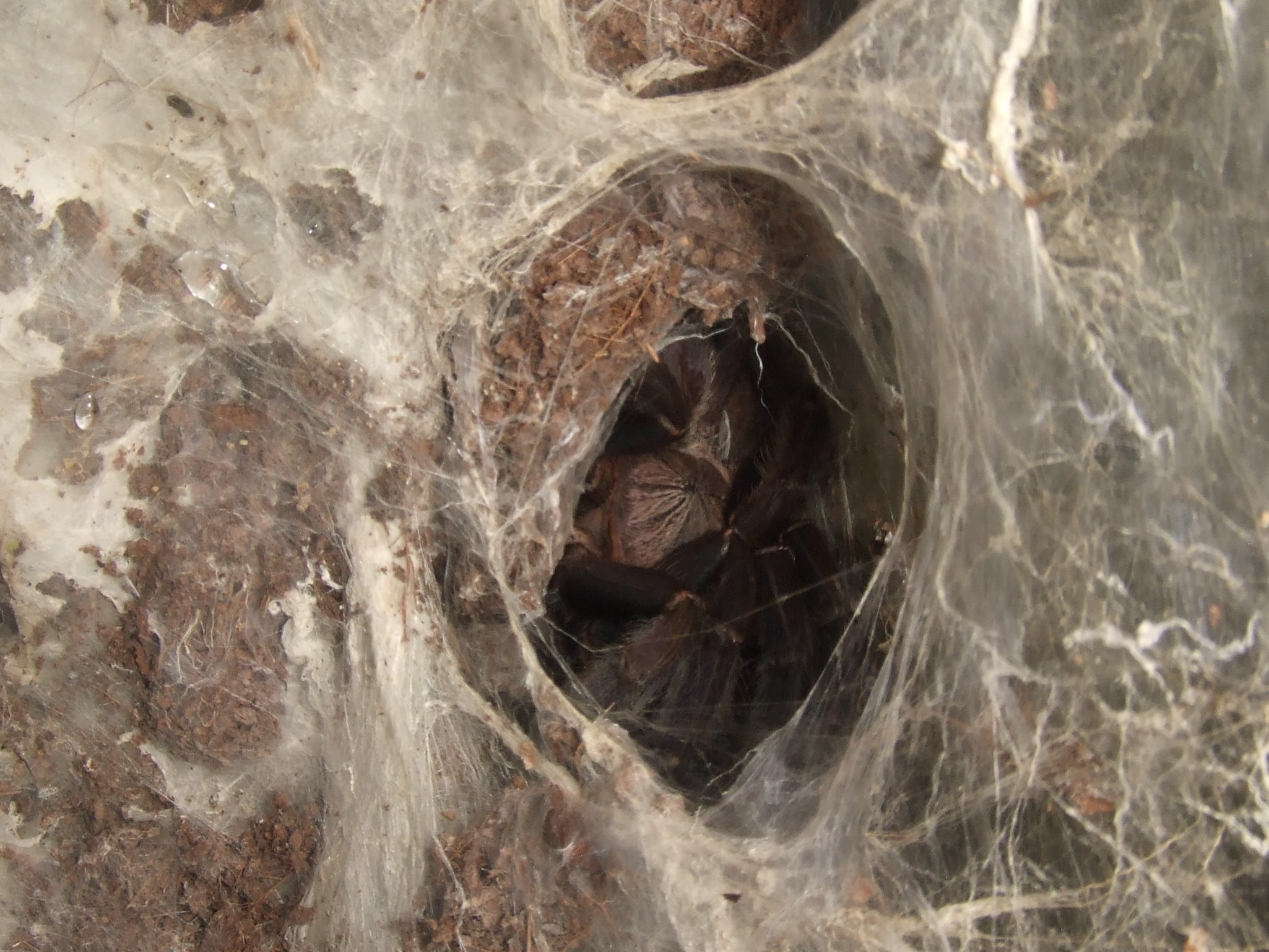 Orphnaecus sp Blue Panay - Taal | Tarantula Forum