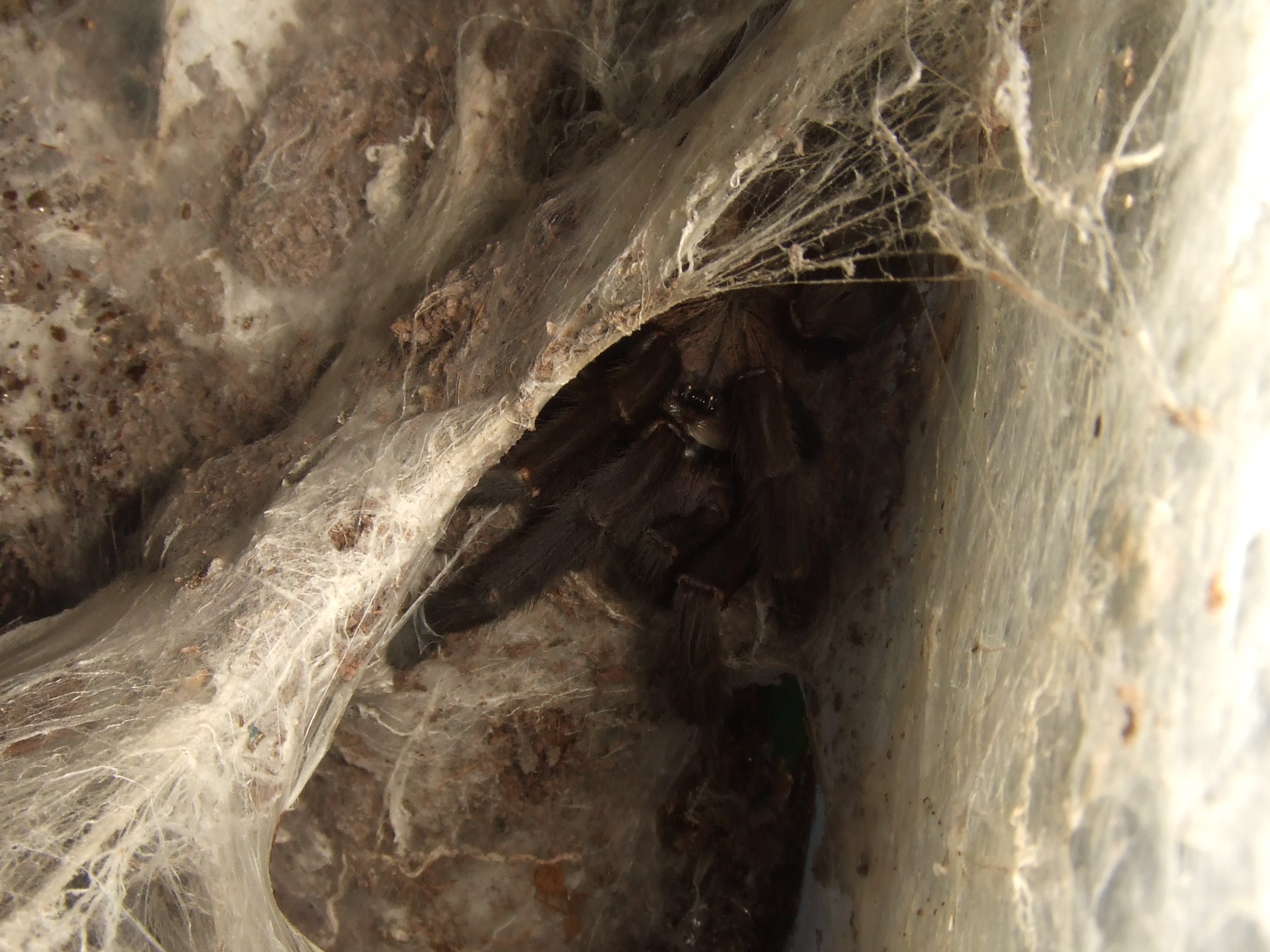 Orphnaecus sp Blue Panay - Taal | Tarantula Forum