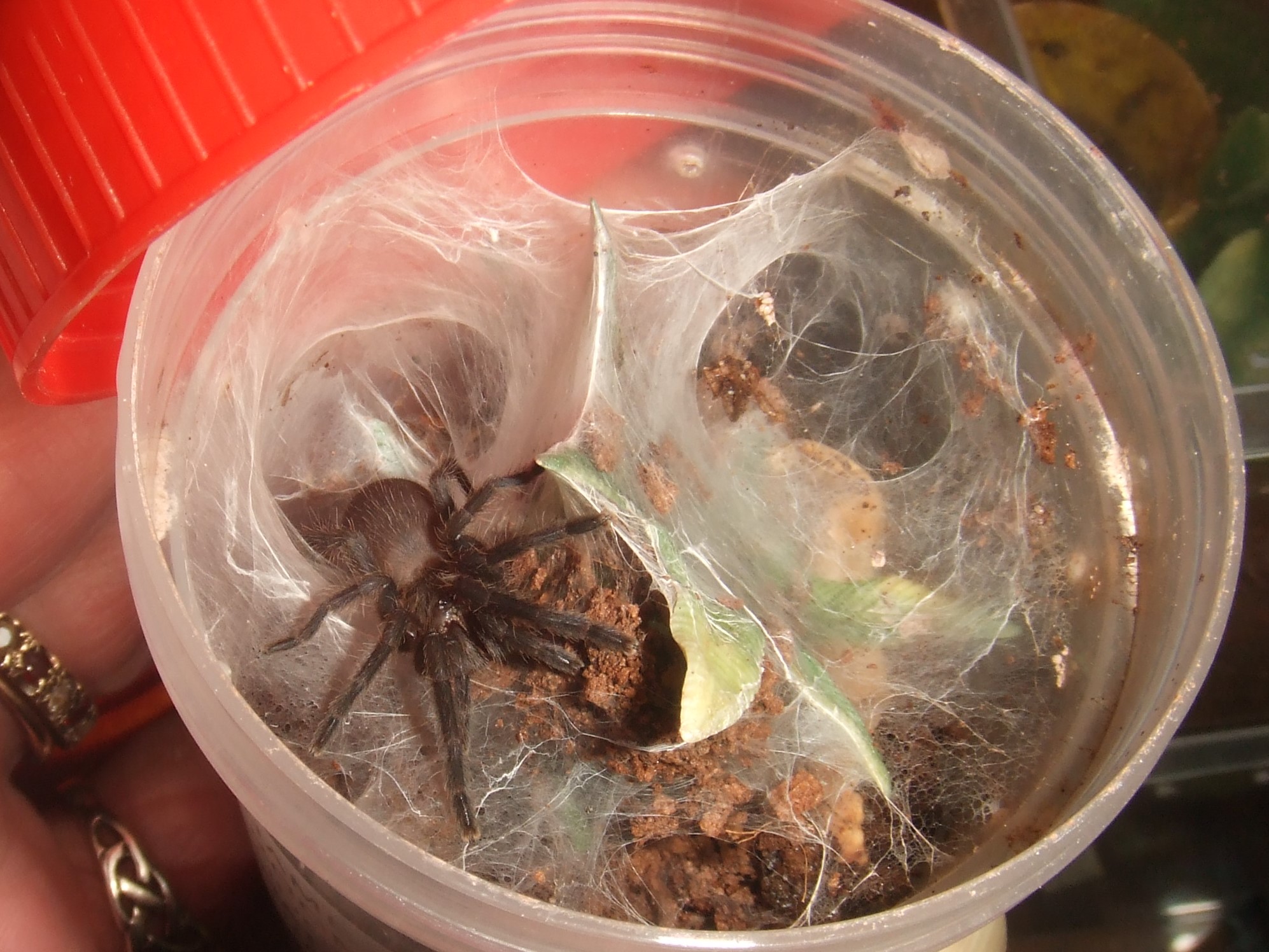 Orphnaecus sp. Blue Quezon - Pasig | Tarantula Forum