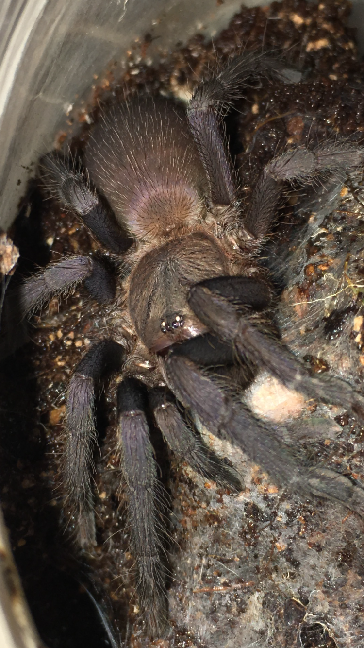 Orphnaecus sp. blue quezon | Tarantula Forum