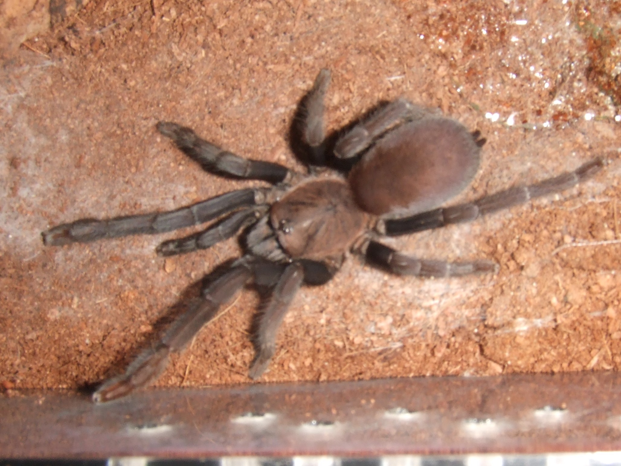 Orphnaecus sp negros - Bago | Tarantula Forum