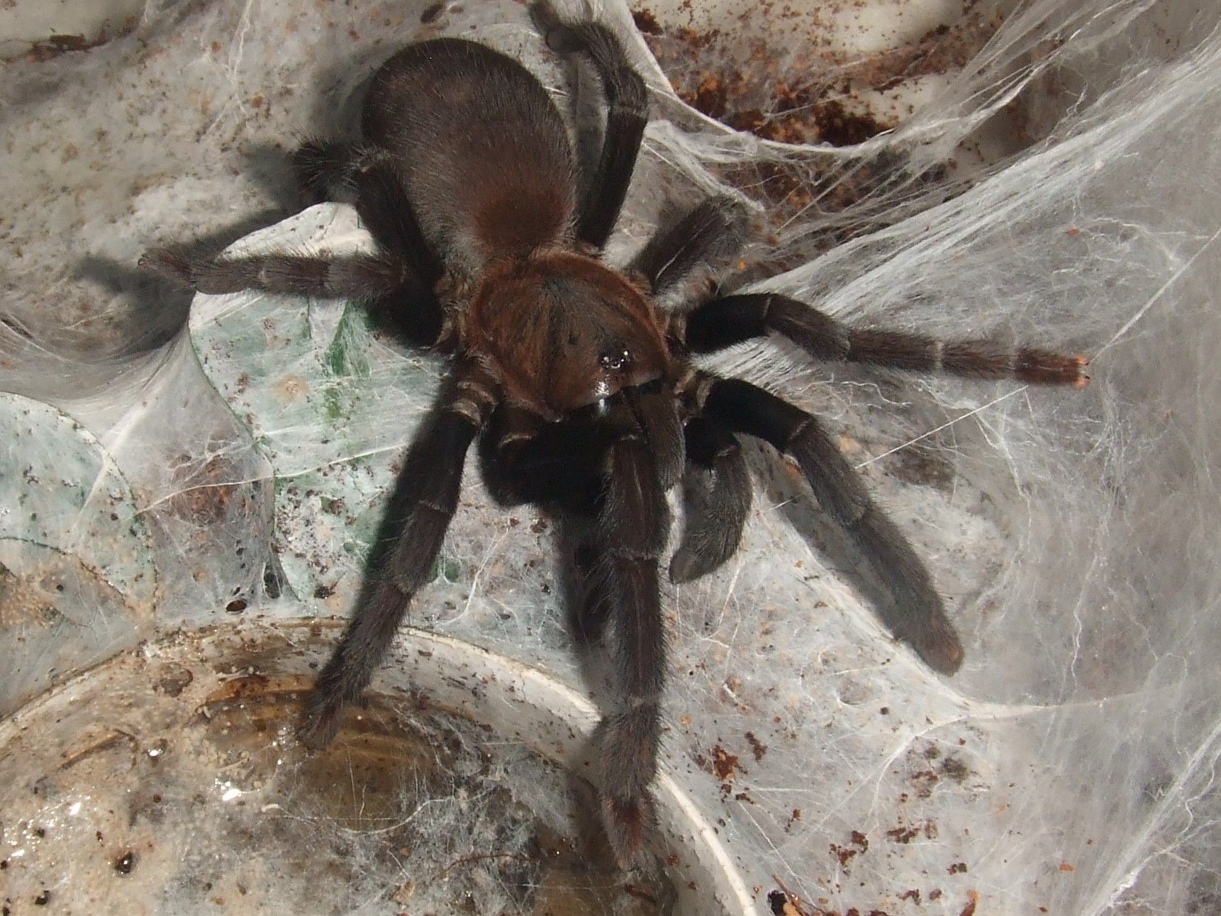 Orphnaecus sp negros - Bago | Tarantula Forum