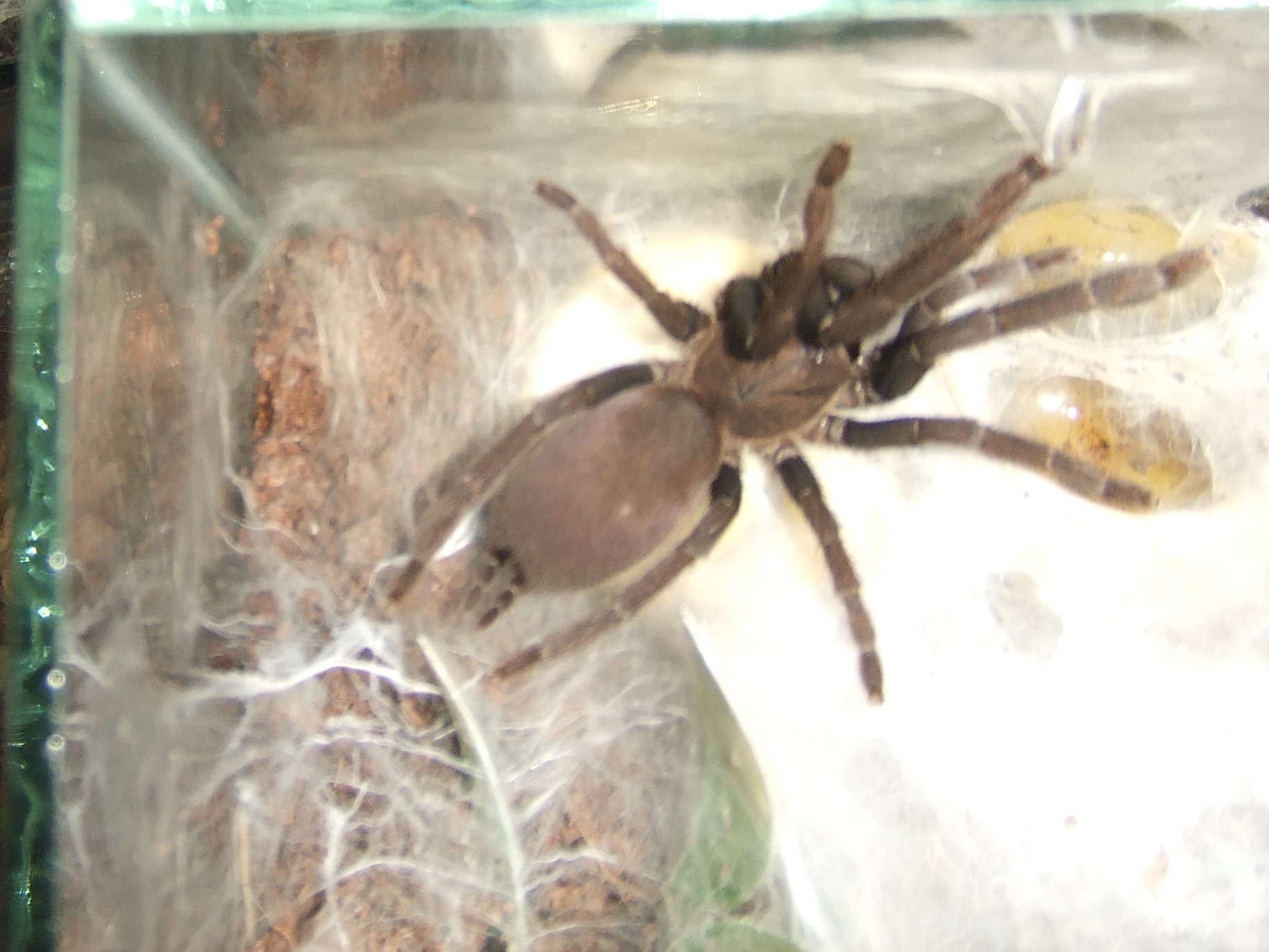 Orphnaecus sp negros - Bago | Tarantula Forum