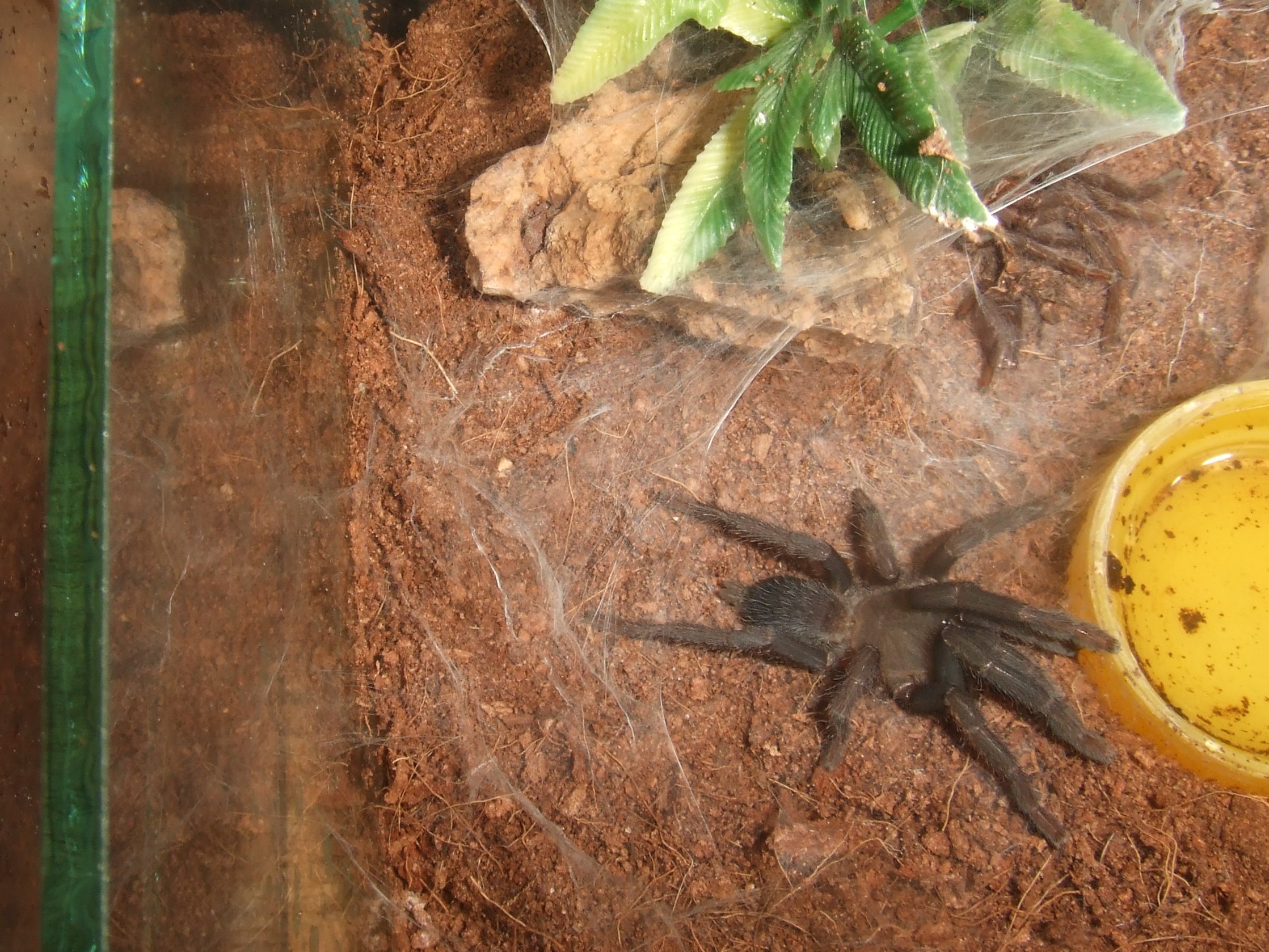 Orphnaecus sp negros - Bais | Tarantula Forum
