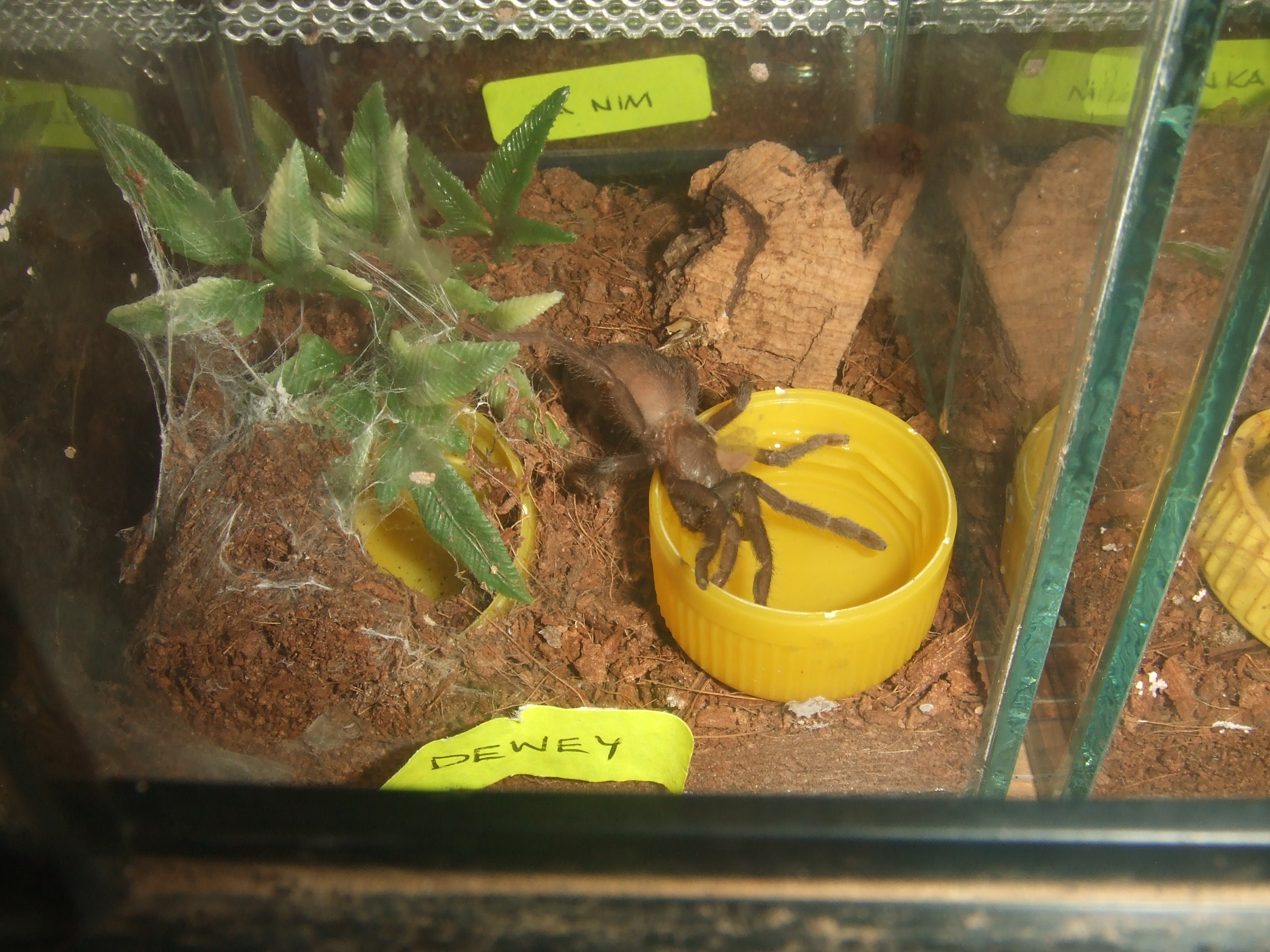 Orphnaecus sp negros - Dewey | Tarantula Forum