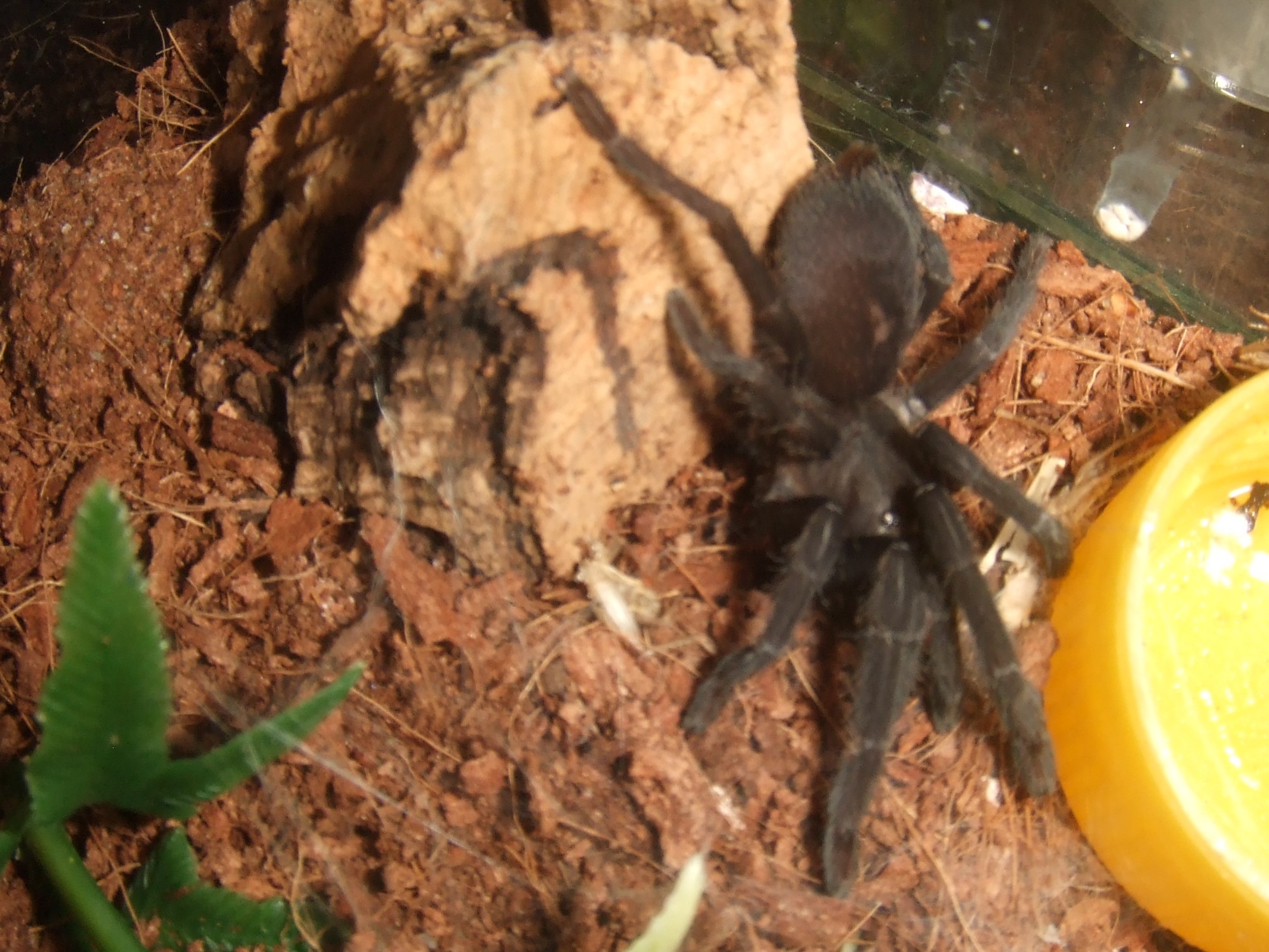 Orphnaecus sp negros - Dewey | Tarantula Forum