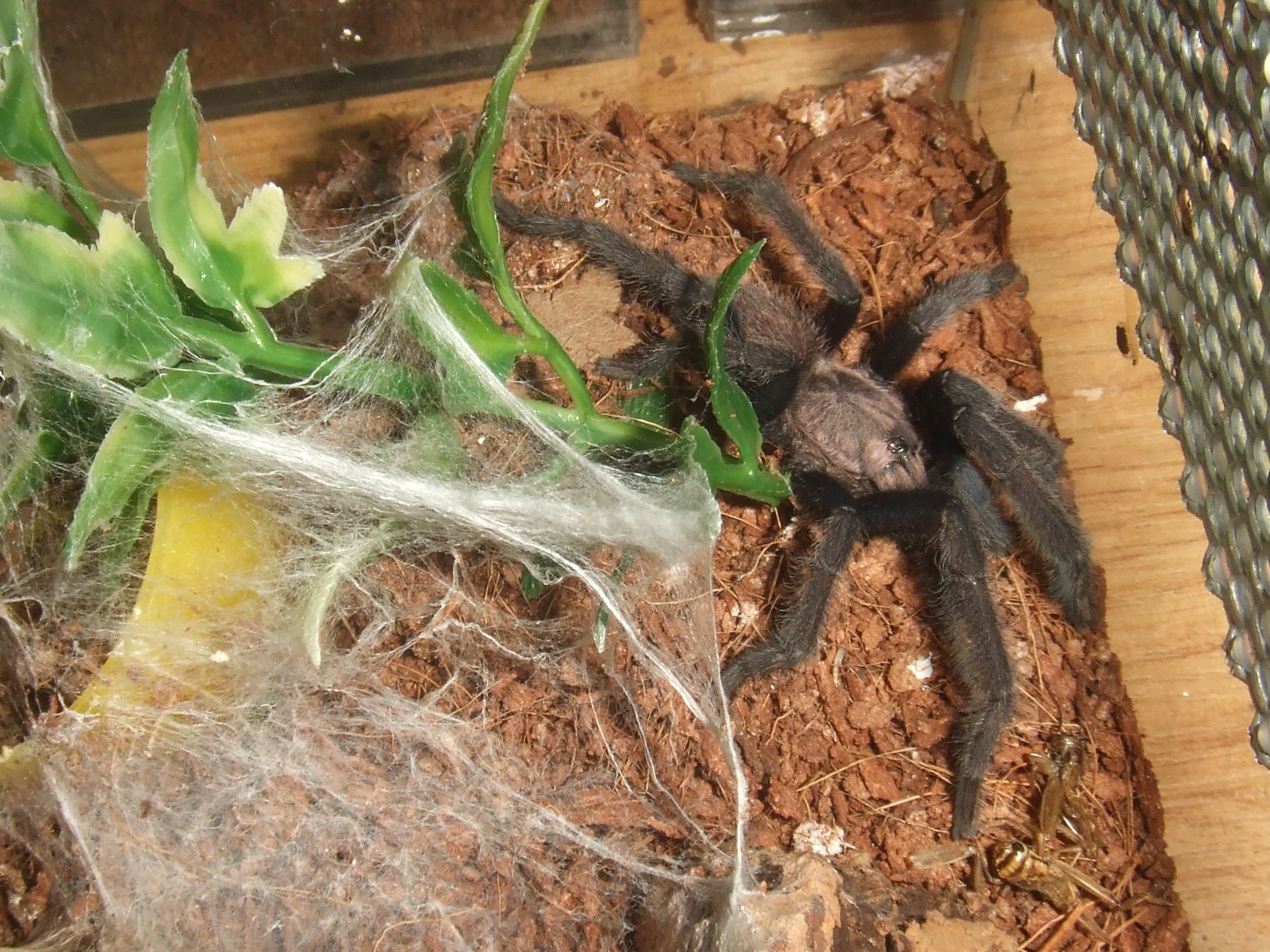 Orphnaecus sp negros - Dewey | Tarantula Forum