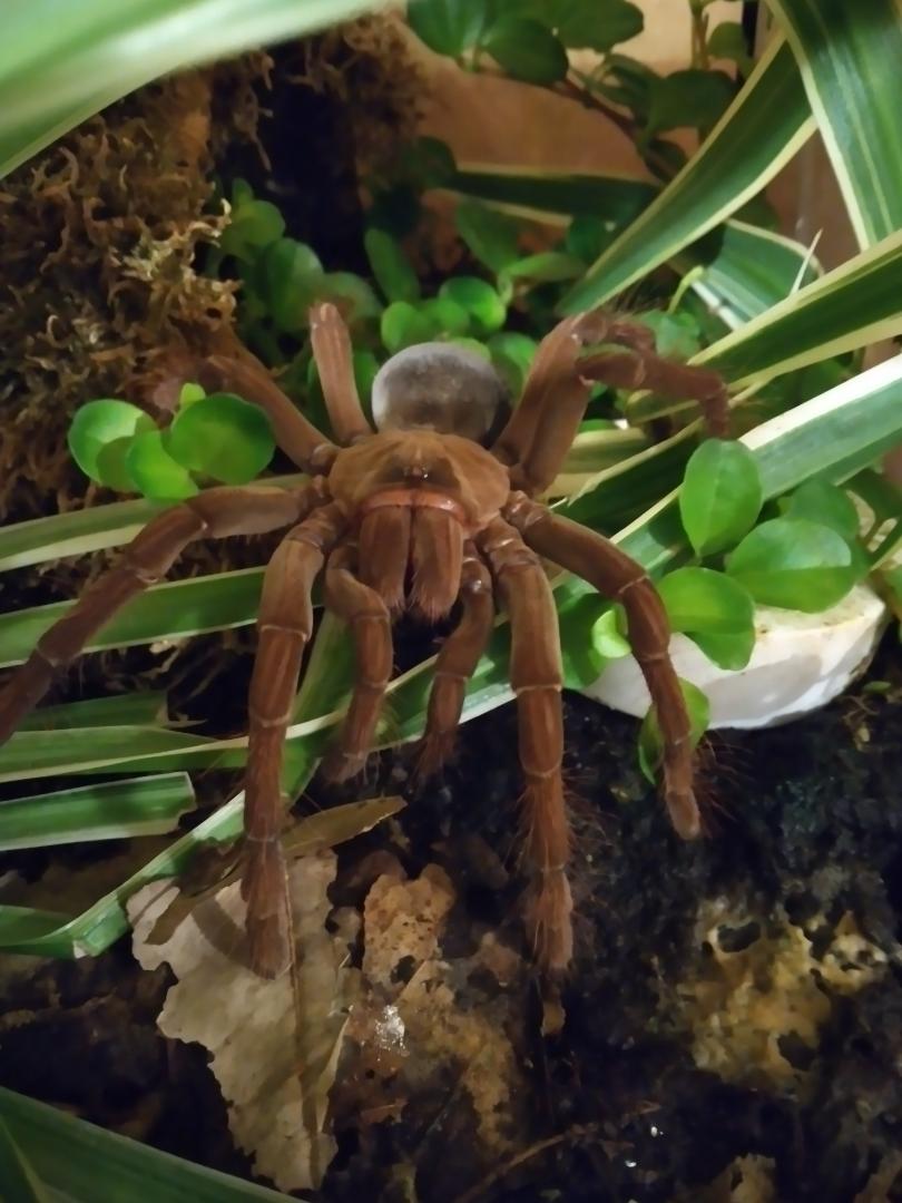 Our freshly molted & female confirmed stirmi. | Tarantula Forum