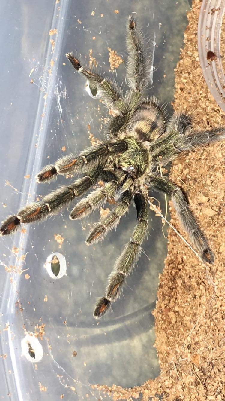 P. cambridgei | Tarantula Forum