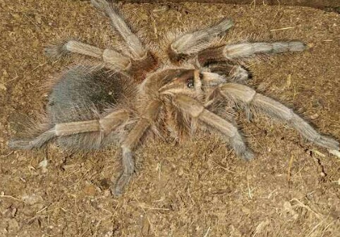P.cancerides | Tarantula Forum