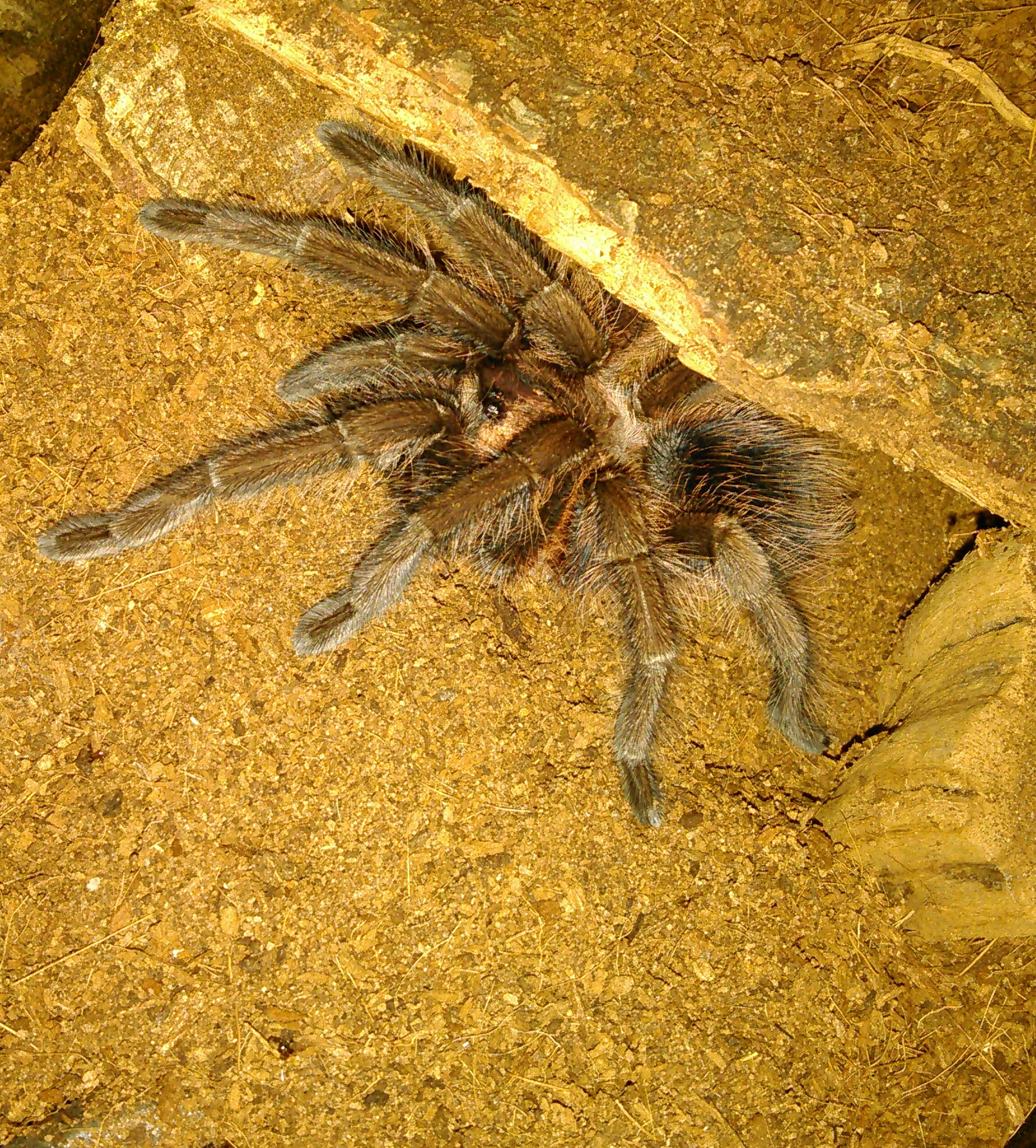 P.cancerides | Tarantula Forum