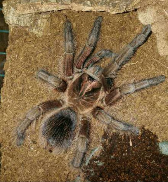 P.cancerides | Tarantula Forum