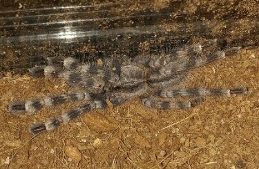 P.formosa sling | Tarantula Forum