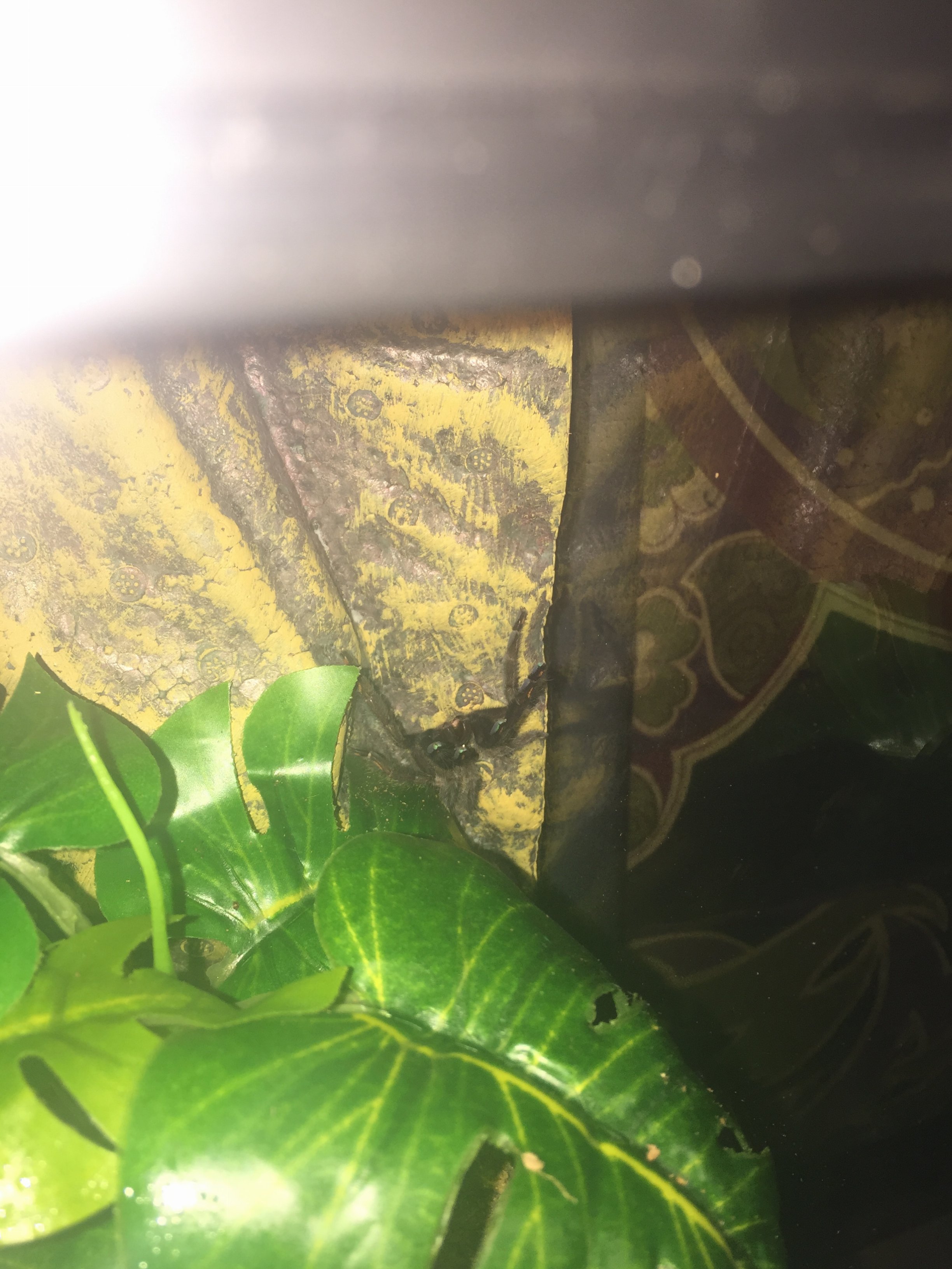 P.irmina | Tarantula Forum