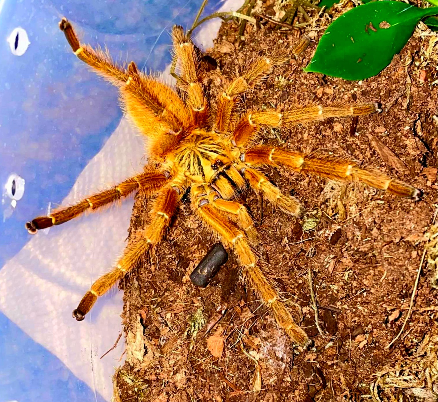 P. murinus immature male | Tarantula Forum