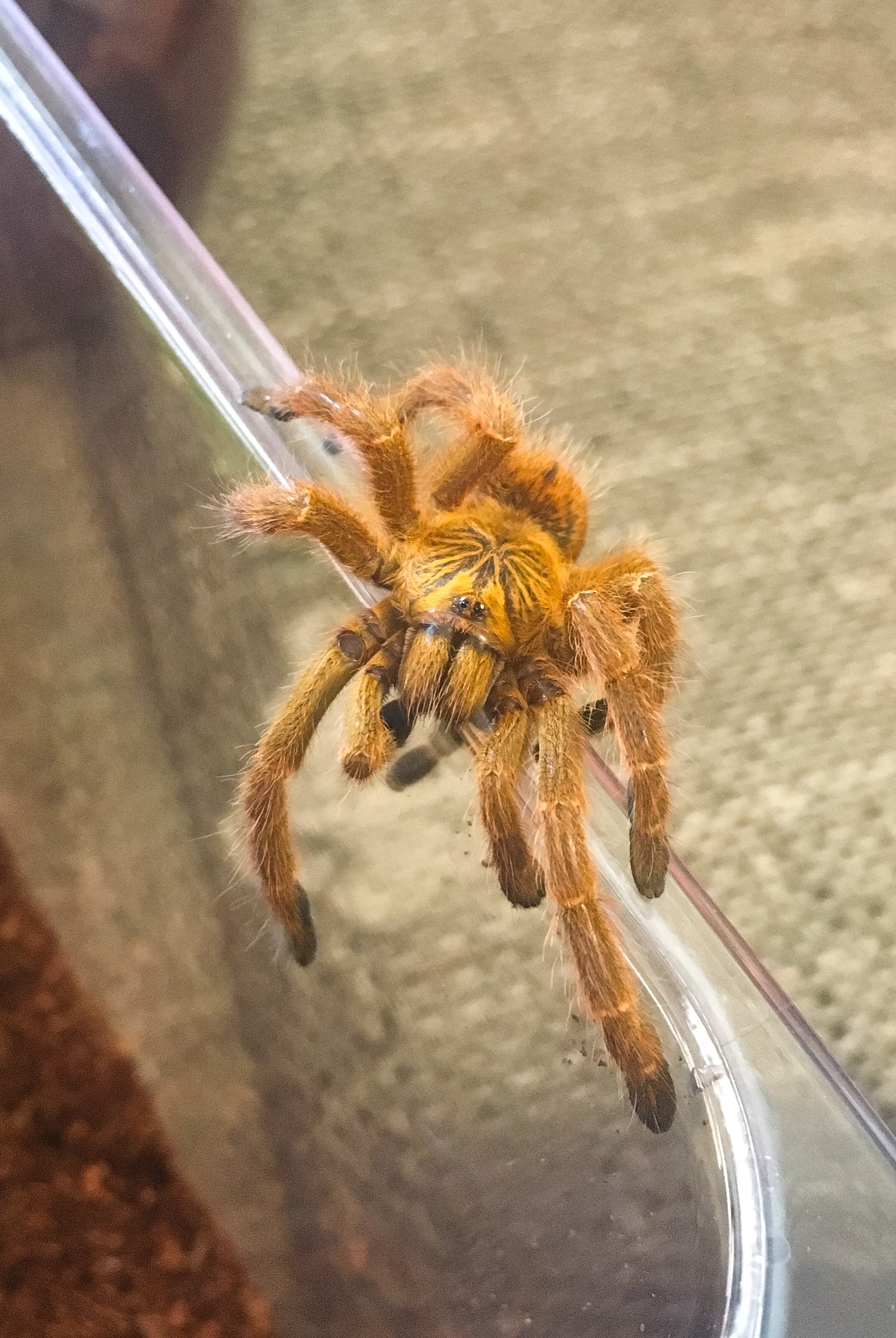 P murinus "Sunshine" | Tarantula Forum