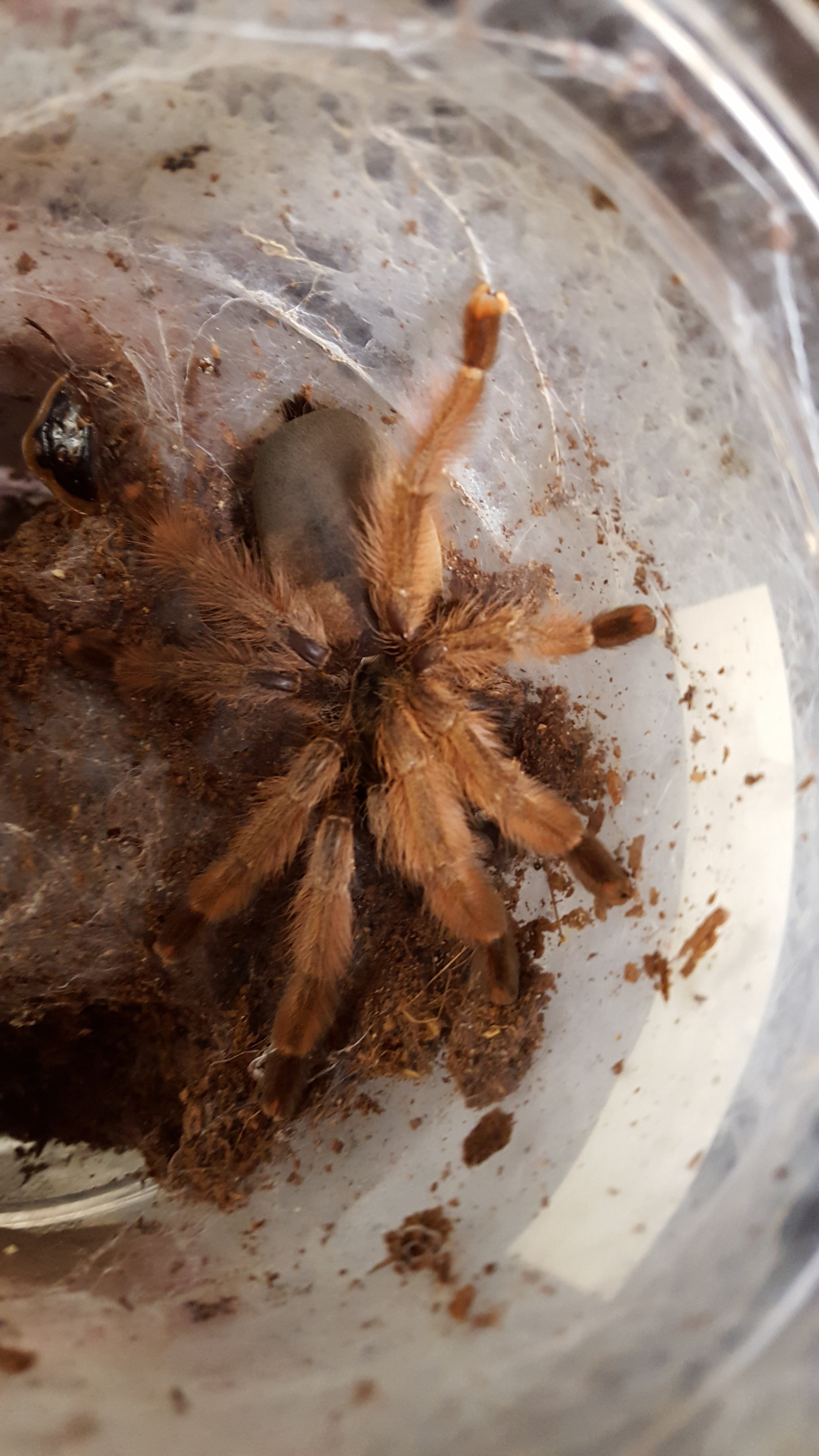 P. pulcher | Tarantula Forum