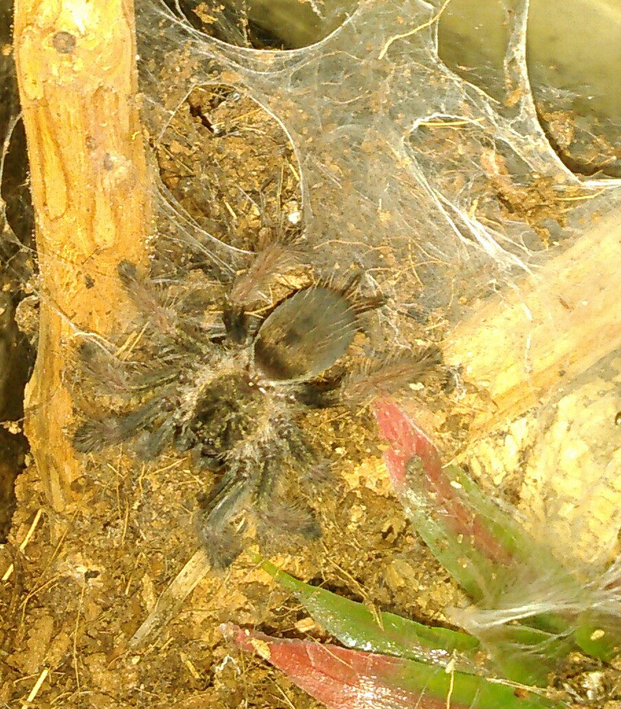 P.pulcher | Tarantula Forum