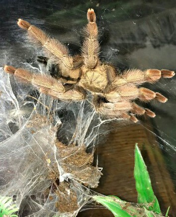 P.pulcher | Tarantula Forum
